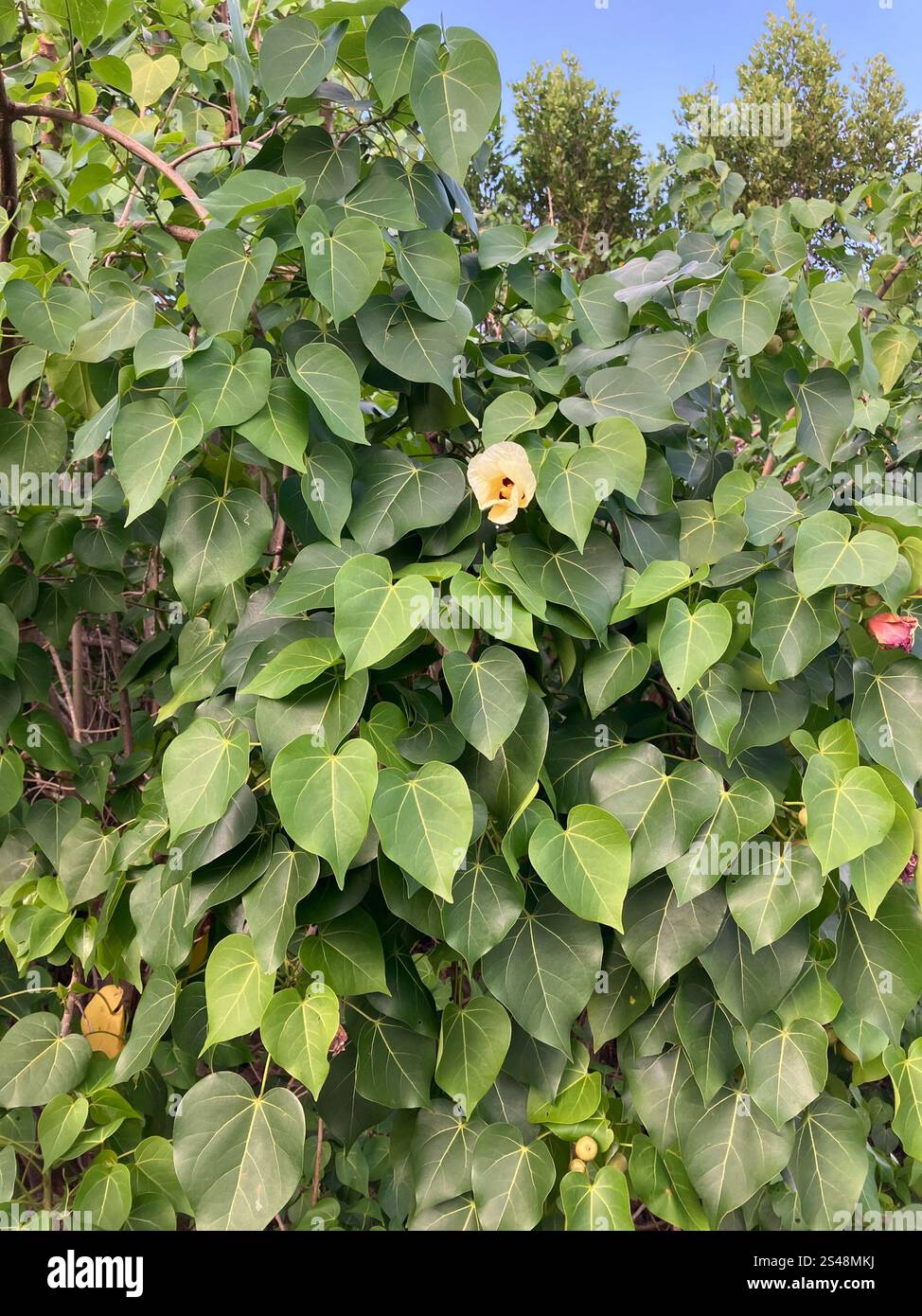 Portia tree (Thespesia populnea Stock Photo - Alamy