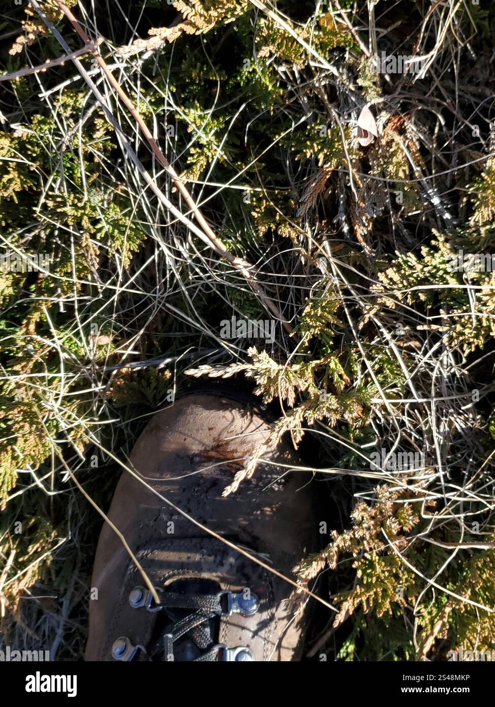creeping juniper (Juniperus horizontalis Stock Photo - Alamy