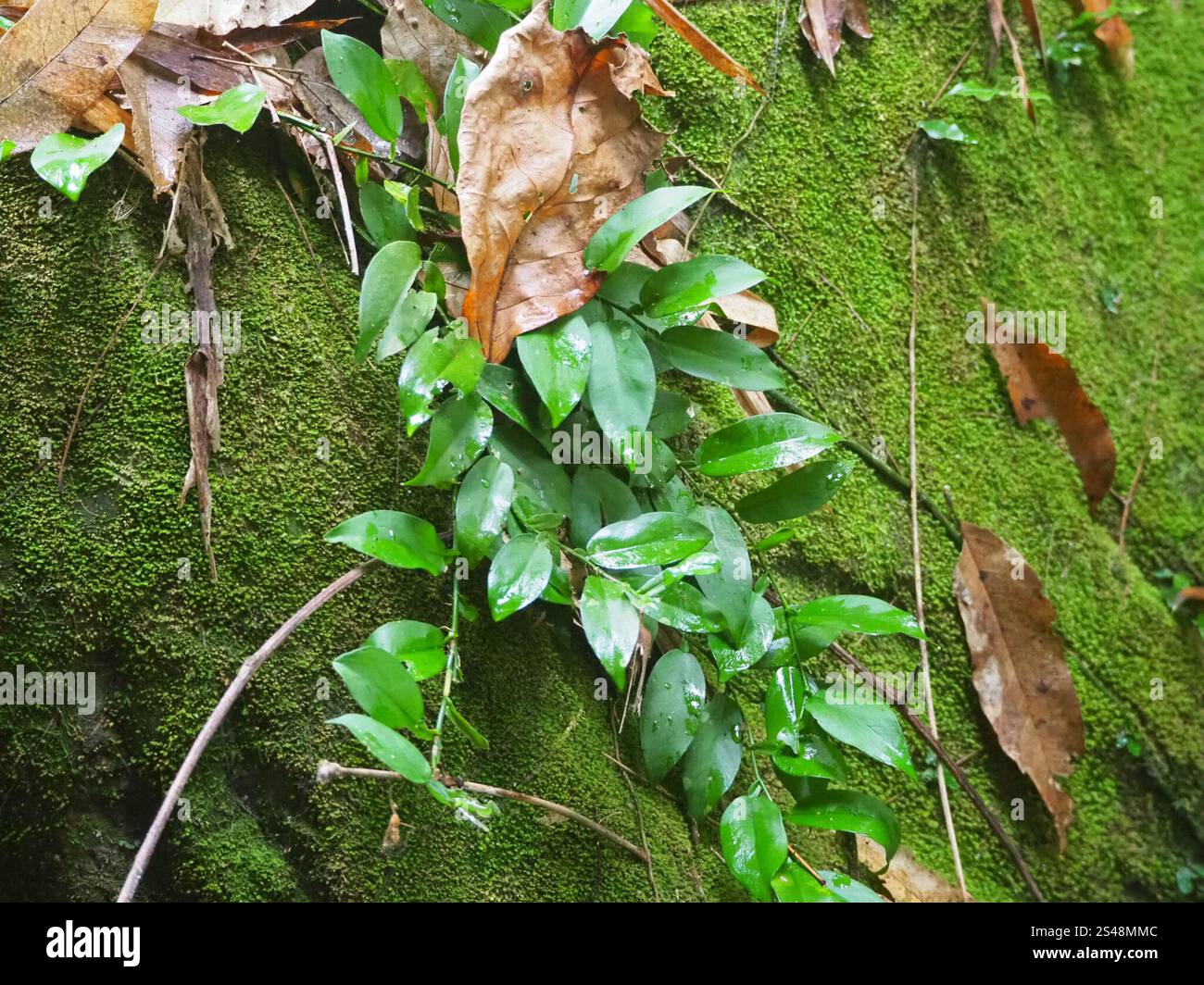Chinese Pothos (Pothos chinensis Stock Photo - Alamy
