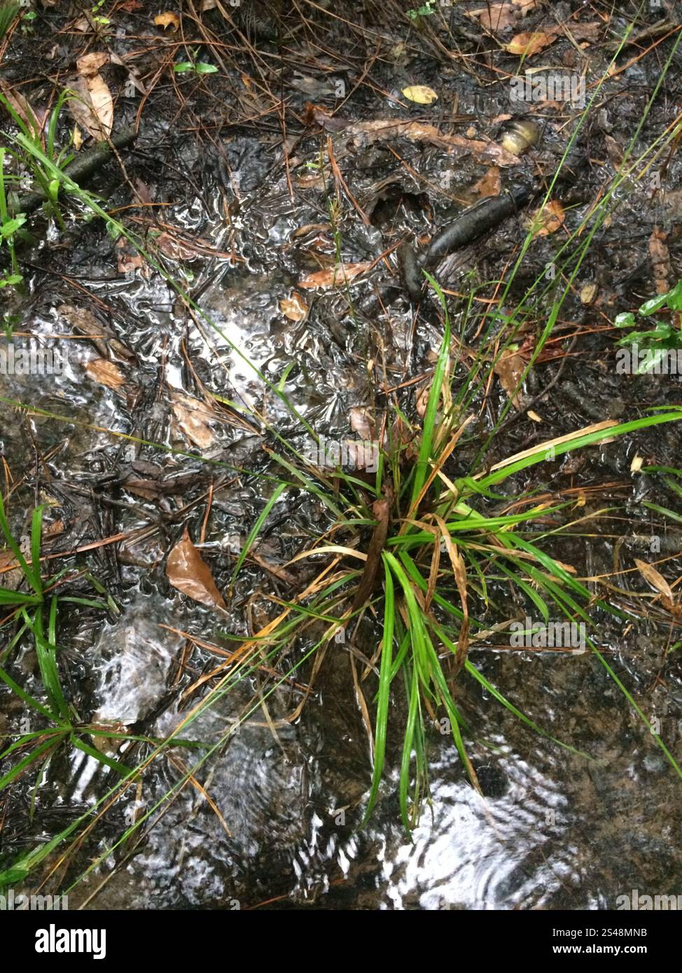southern long sedge (Carex lonchocarpa Stock Photo - Alamy