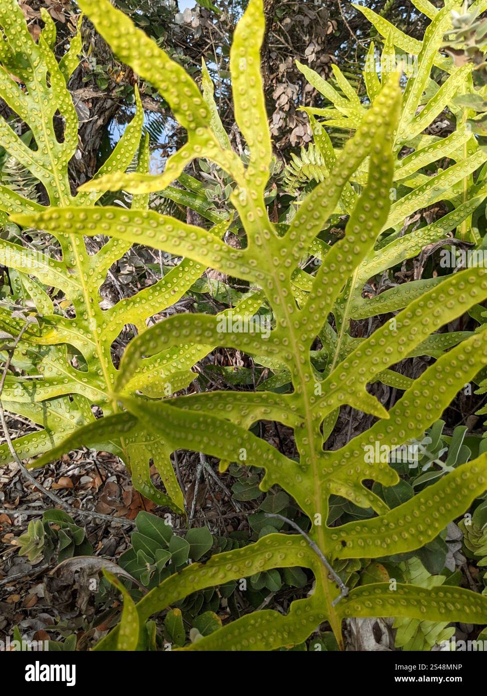 Musk Fern (Microsorum grossum Stock Photo - Alamy