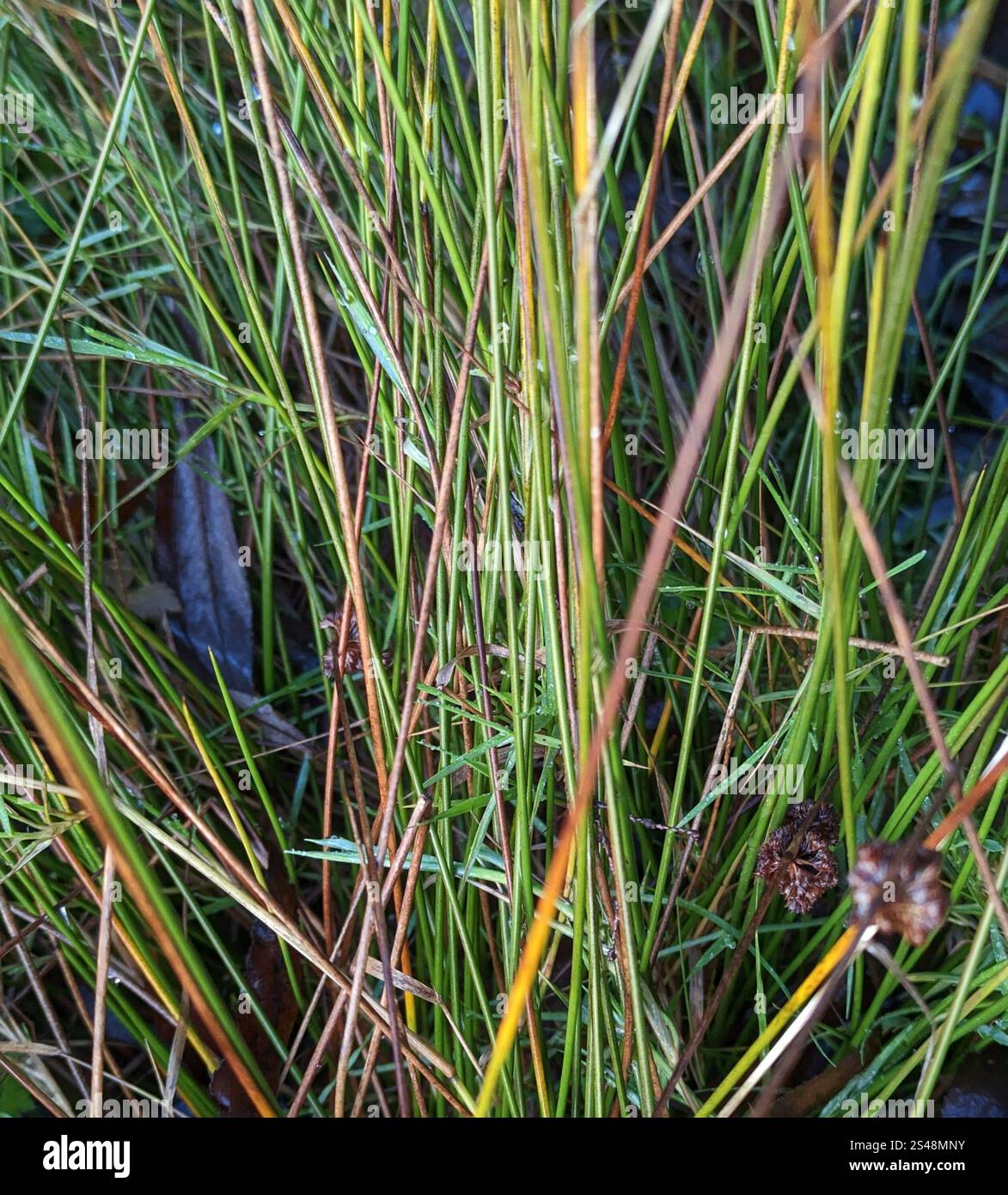 Soft Rush (Juncus effusus Stock Photo - Alamy