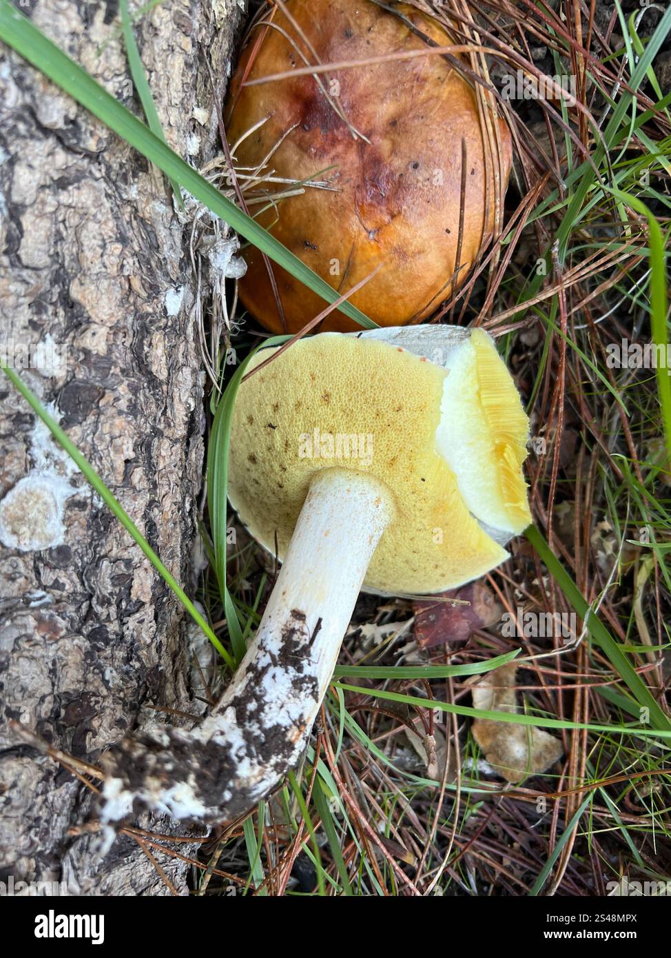 Pungent Slippery Jack (Suillus pungens Stock Photo - Alamy