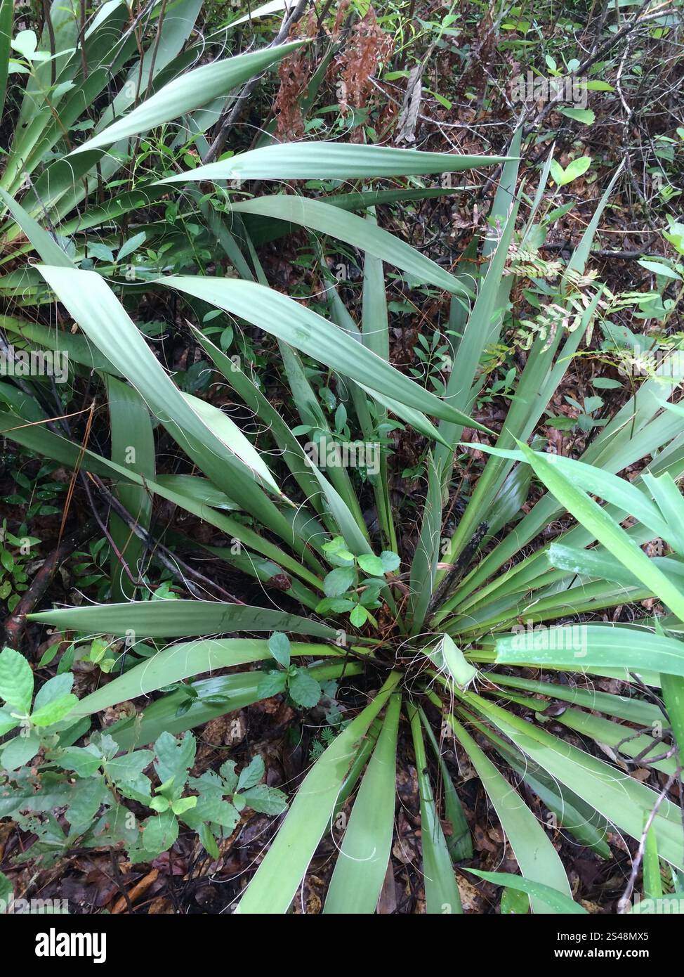 common yucca (Yucca filamentosa Stock Photo - Alamy