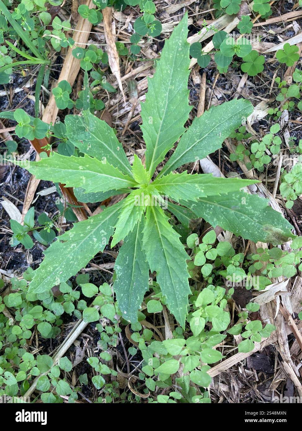 American burnweed (Erechtites hieraciifolius Stock Photo - Alamy