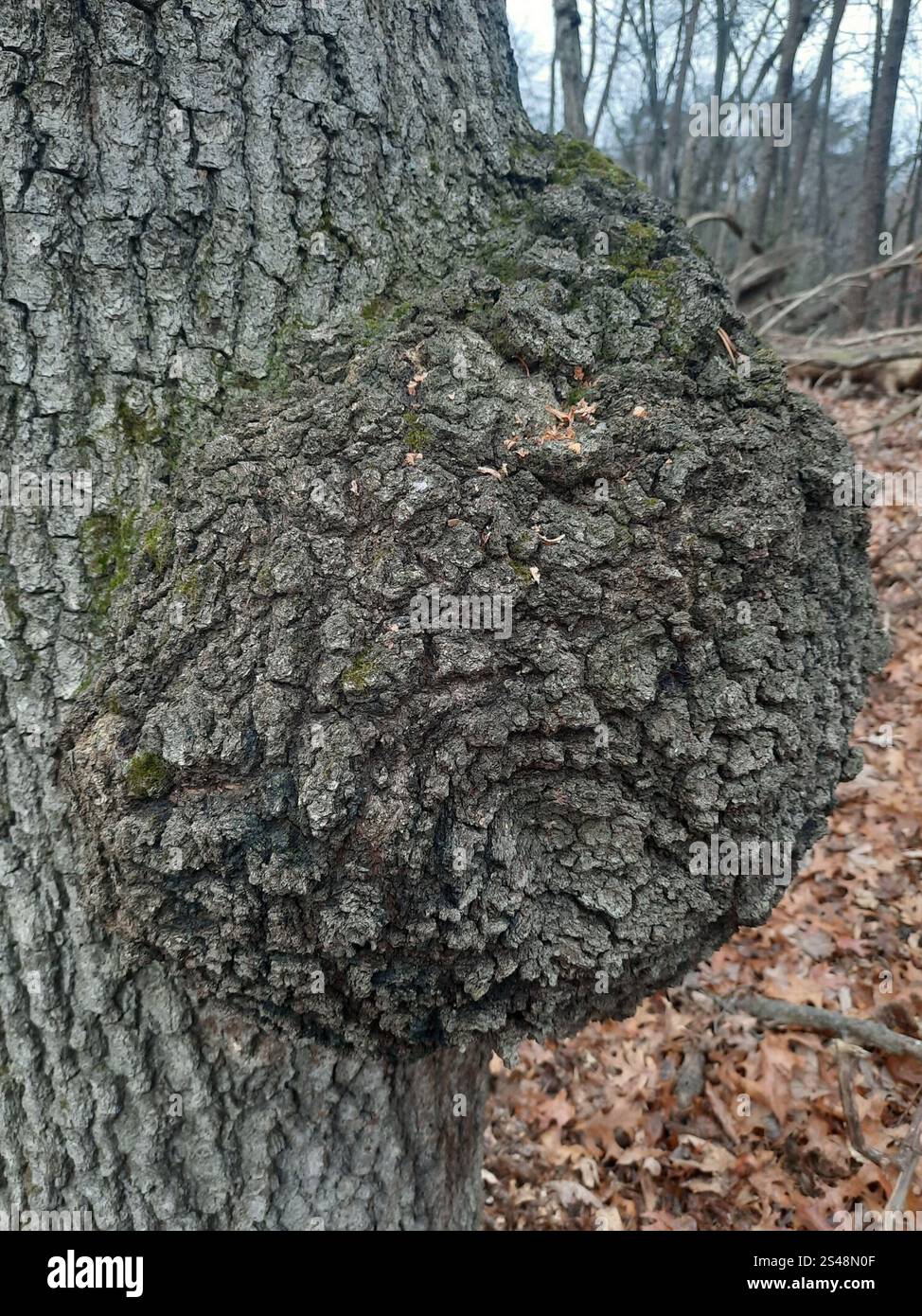 bacterial crown gall (Agrobacterium radiobacter Stock Photo - Alamy
