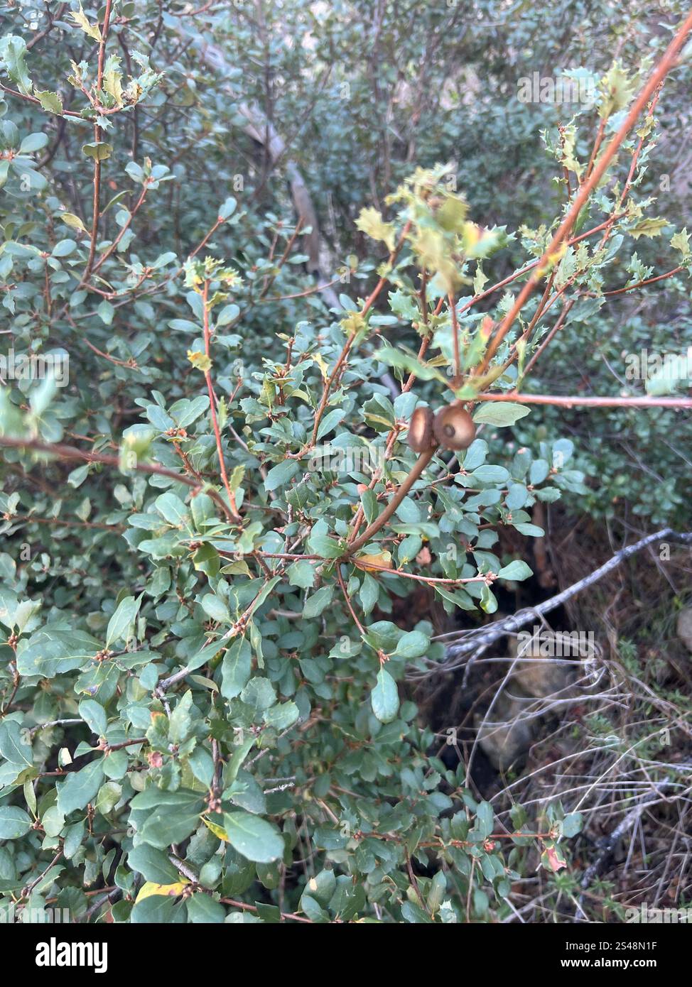 California scrub oak (Quercus berberidifolia Stock Photo - Alamy