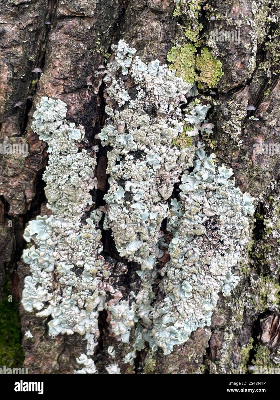 shield lichen (Parmelia sulcata Stock Photo - Alamy