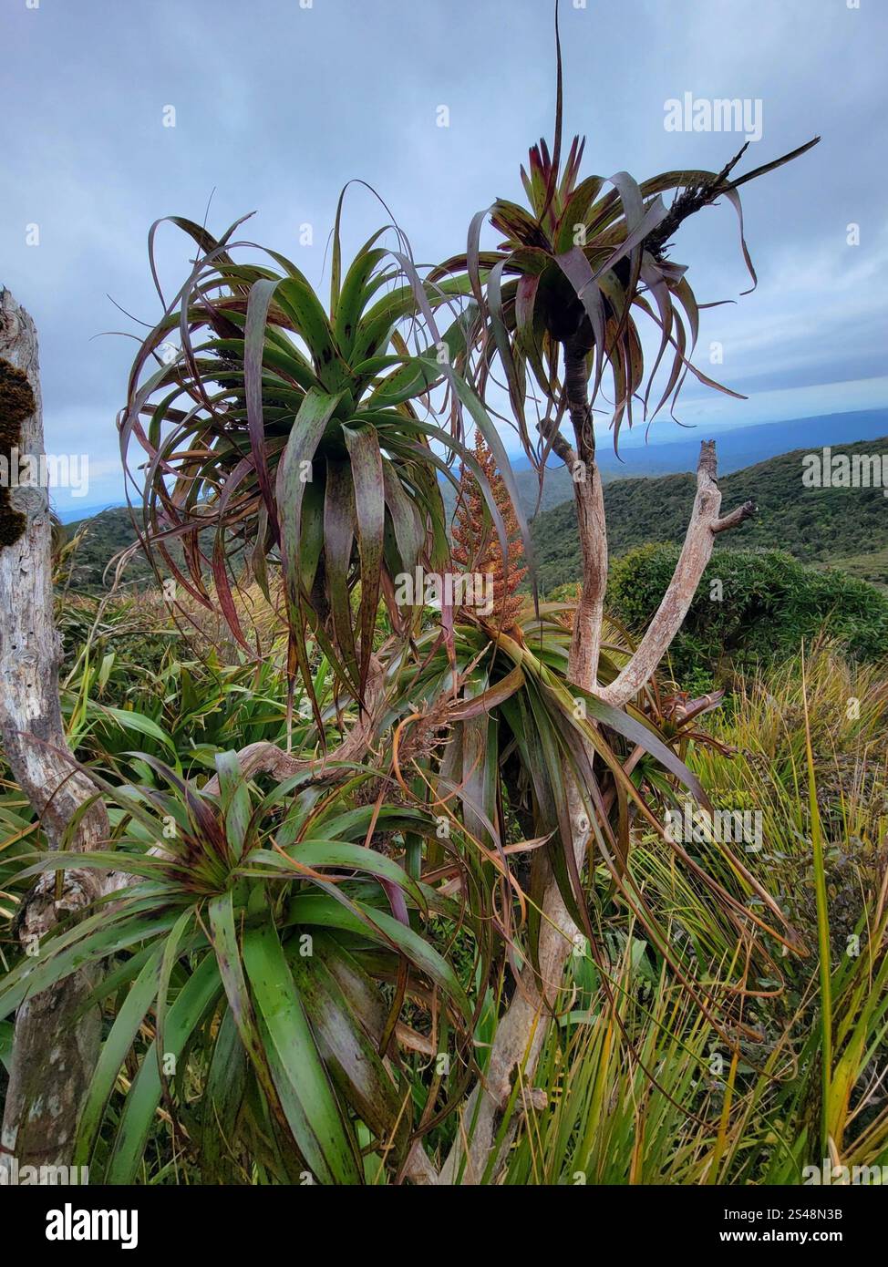 mountain neinei (Dracophyllum traversii Stock Photo - Alamy