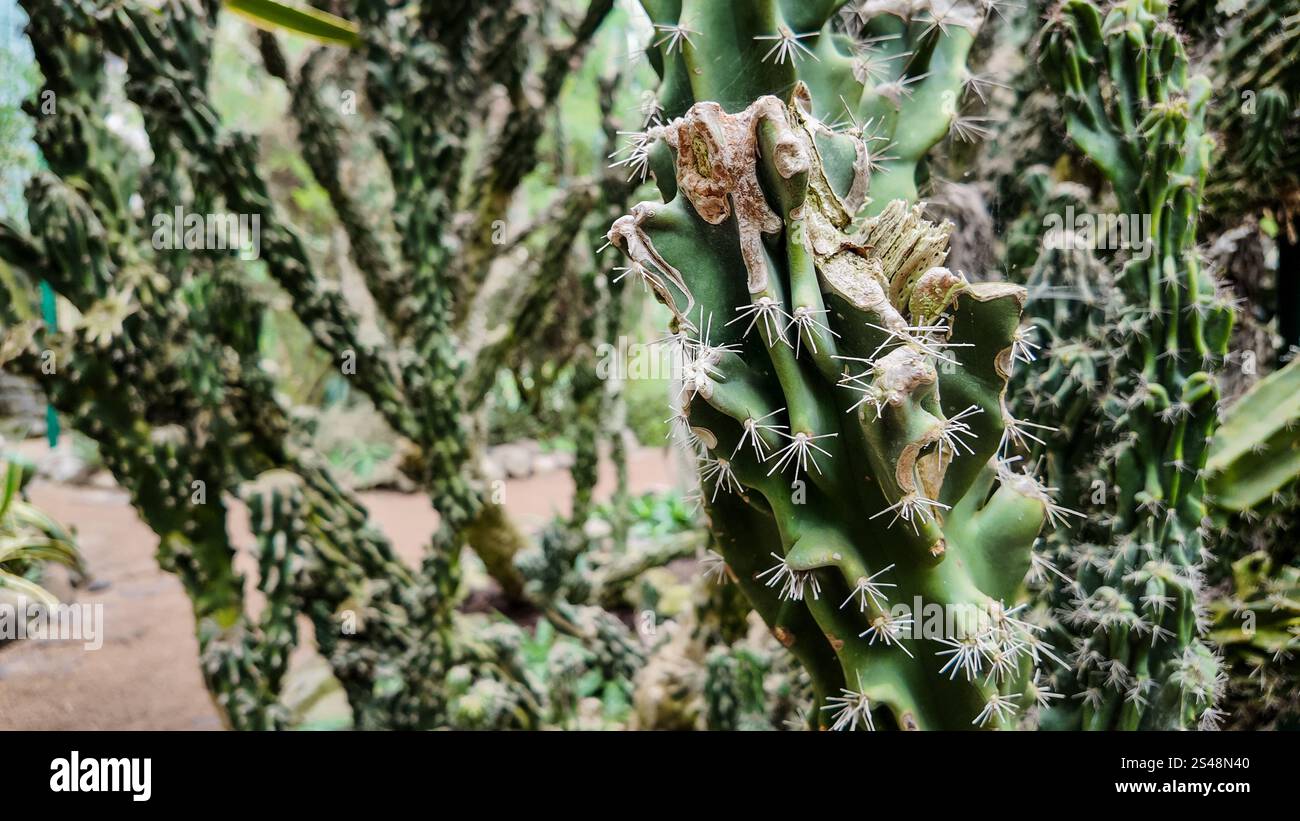 Inside The Estufa Fria greenhouse garden complex, showcasing diverse ...