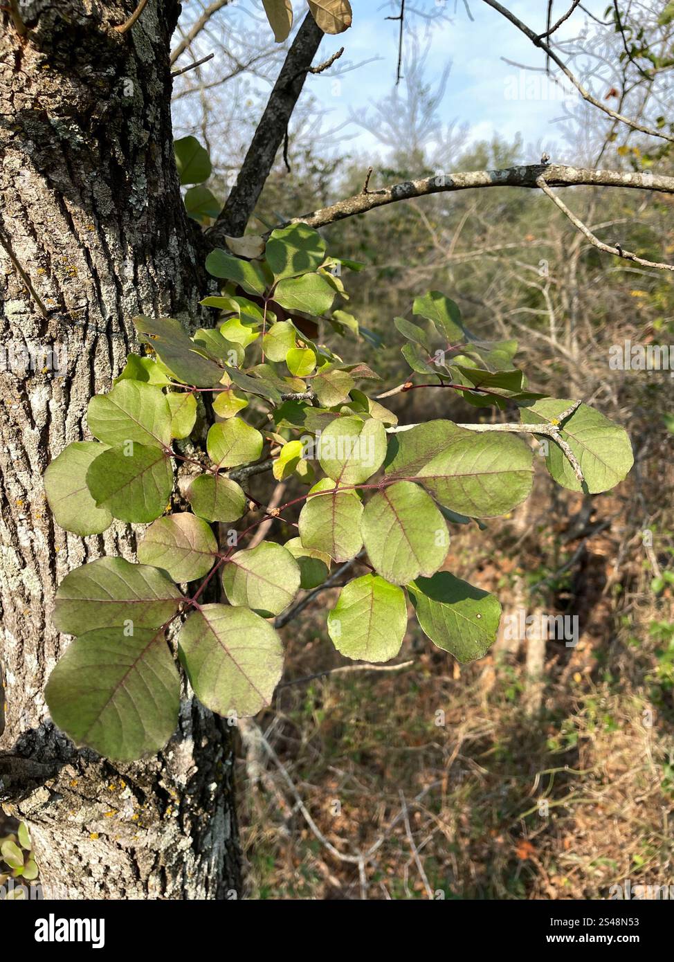 Texas ash (Fraxinus albicans Stock Photo - Alamy