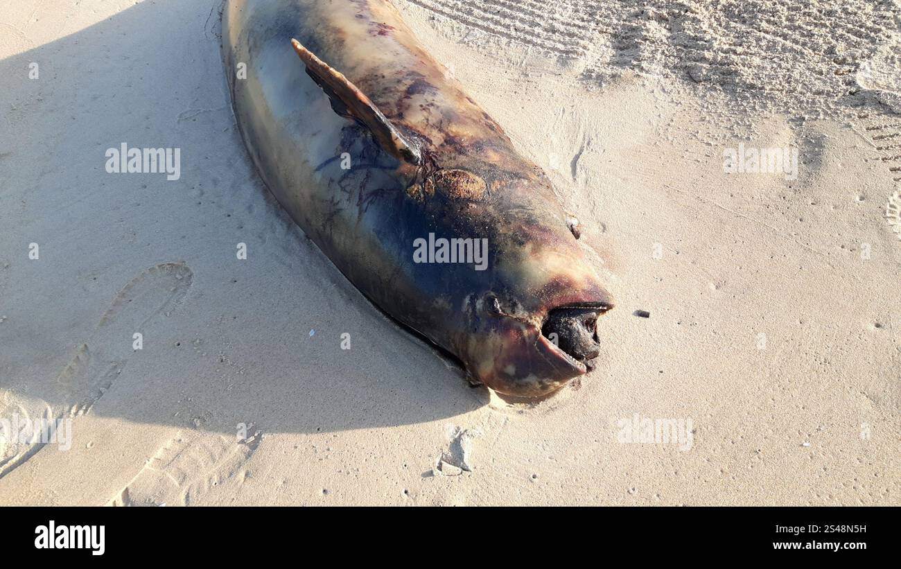 Indo-Pacific Finless Porpoise (Neophocaena phocaenoides Stock Photo - Alamy