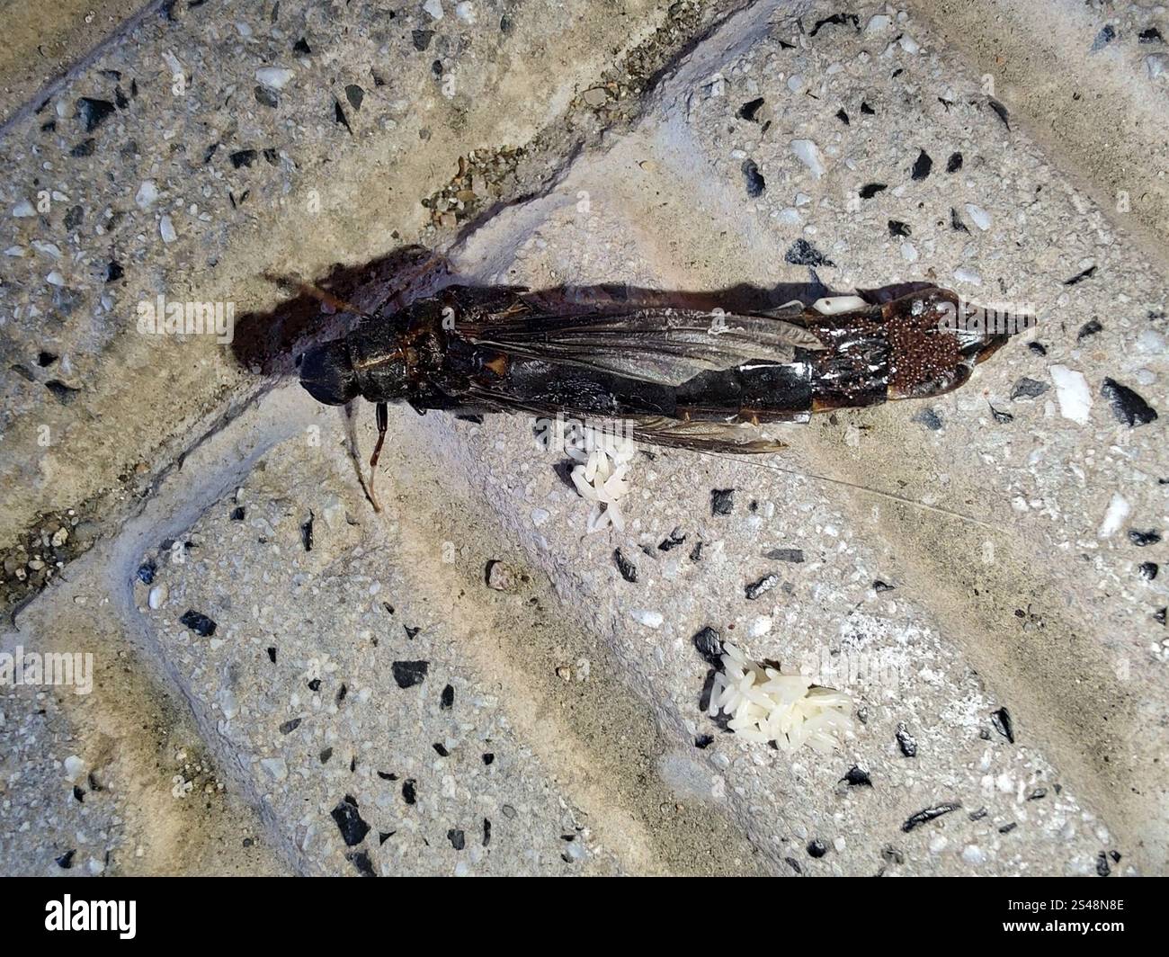 Ship-timber Beetles (Atractocerus Stock Photo - Alamy