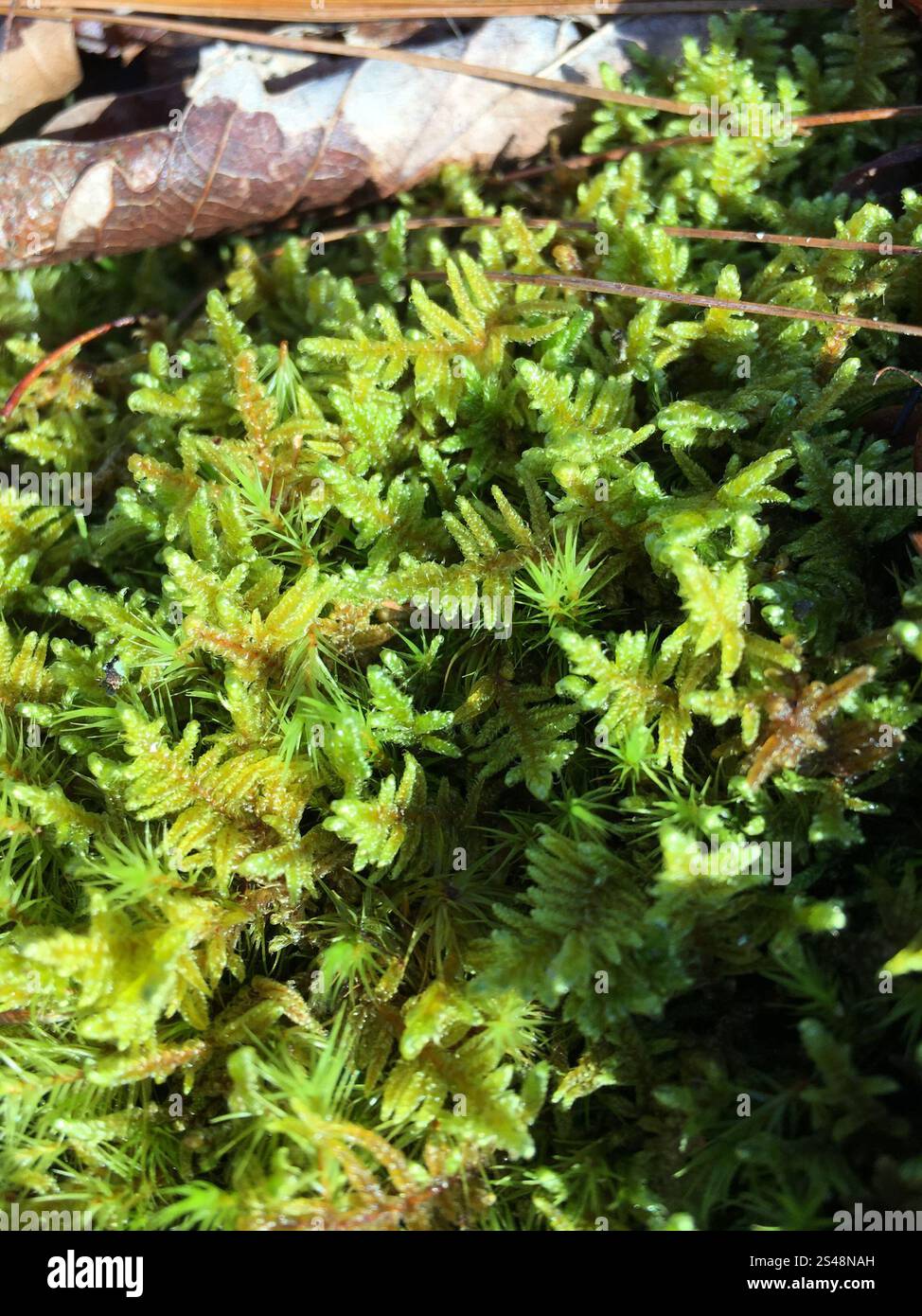 brocade moss (Callicladium imponens Stock Photo - Alamy