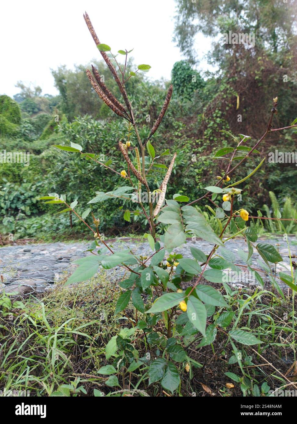 Coffee Senna (Senna occidentalis Stock Photo - Alamy