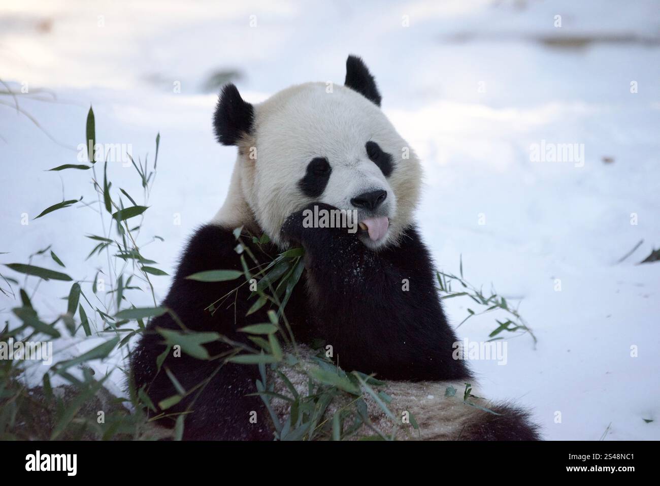 Washington, USA. 9th Jan, 2025. Male giant panda Bao Li eats bamboo at the Smithsonian's ...