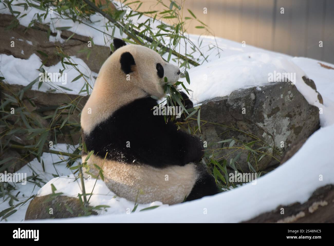 Washington, USA. 9th Jan, 2025. Male giant panda Bao Li eats bamboo at the Smithsonian's ...