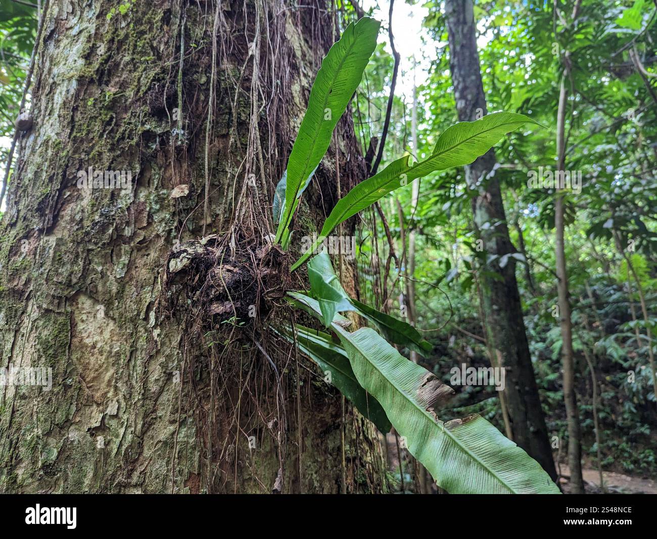 American bird's-nest fern (Asplenium serratum Stock Photo - Alamy