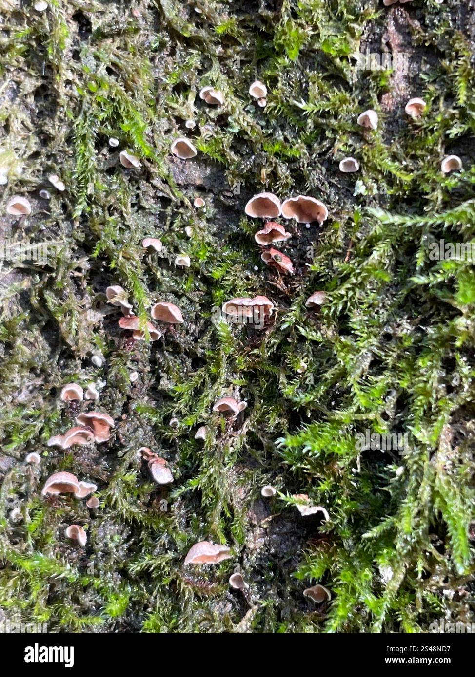 moss ear (Chromocyphella muscicola Stock Photo - Alamy