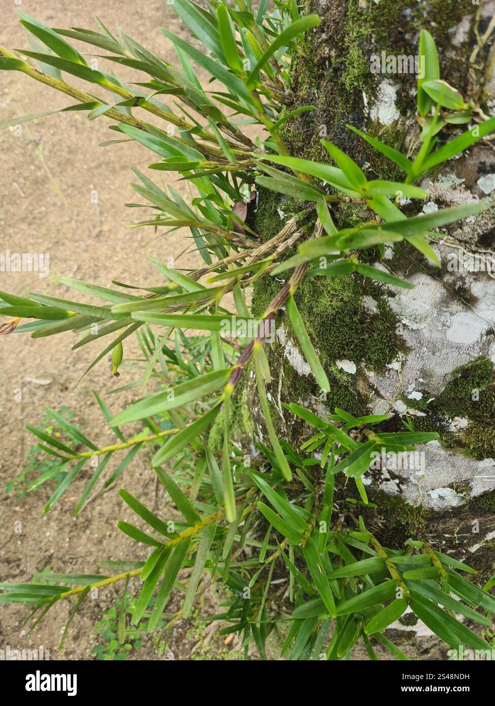 Dimerandra hi-res stock photography and images - Alamy