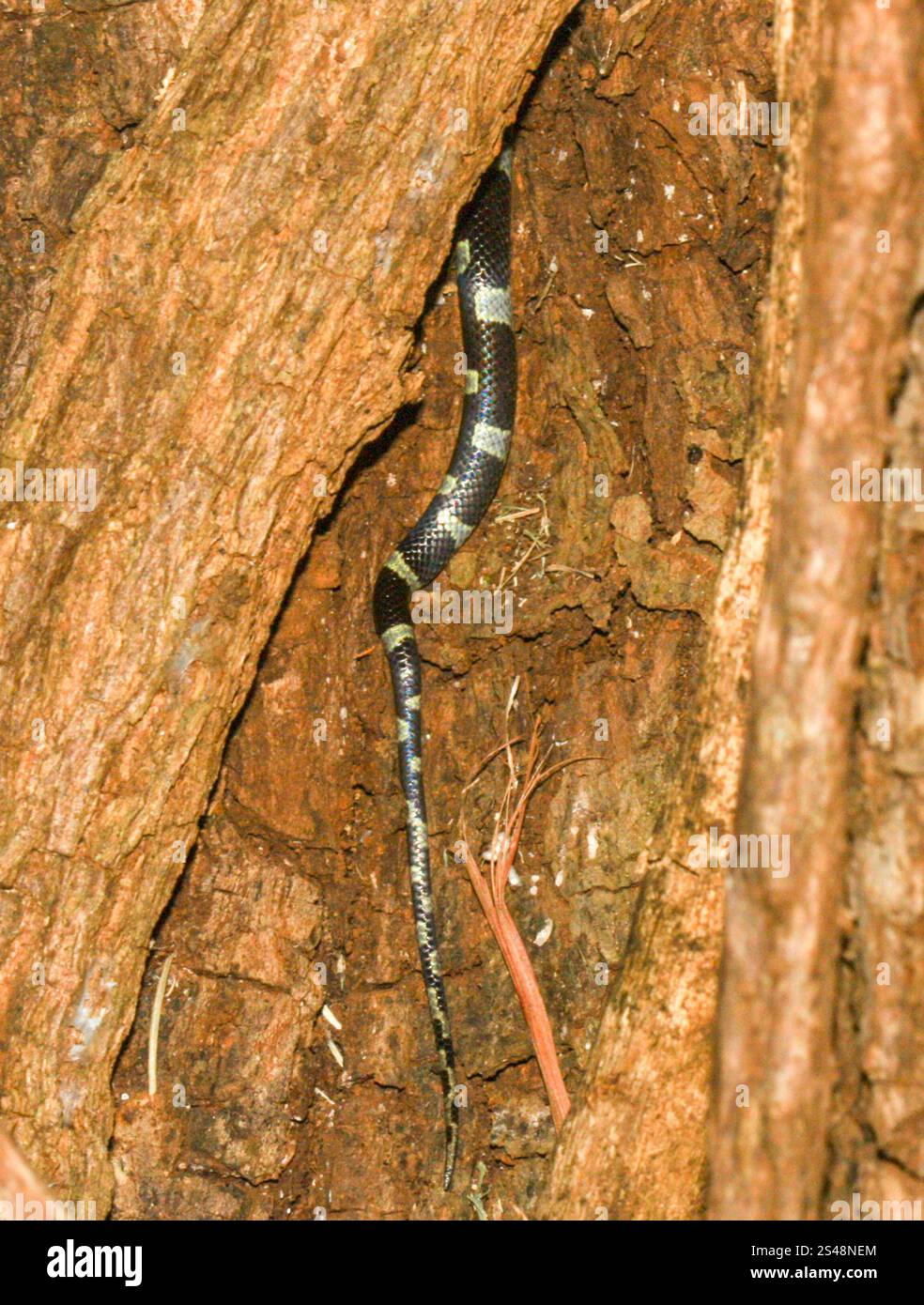 Black-banded Cat-eyed Snake (Leptodeira nigrofasciata Stock Photo - Alamy