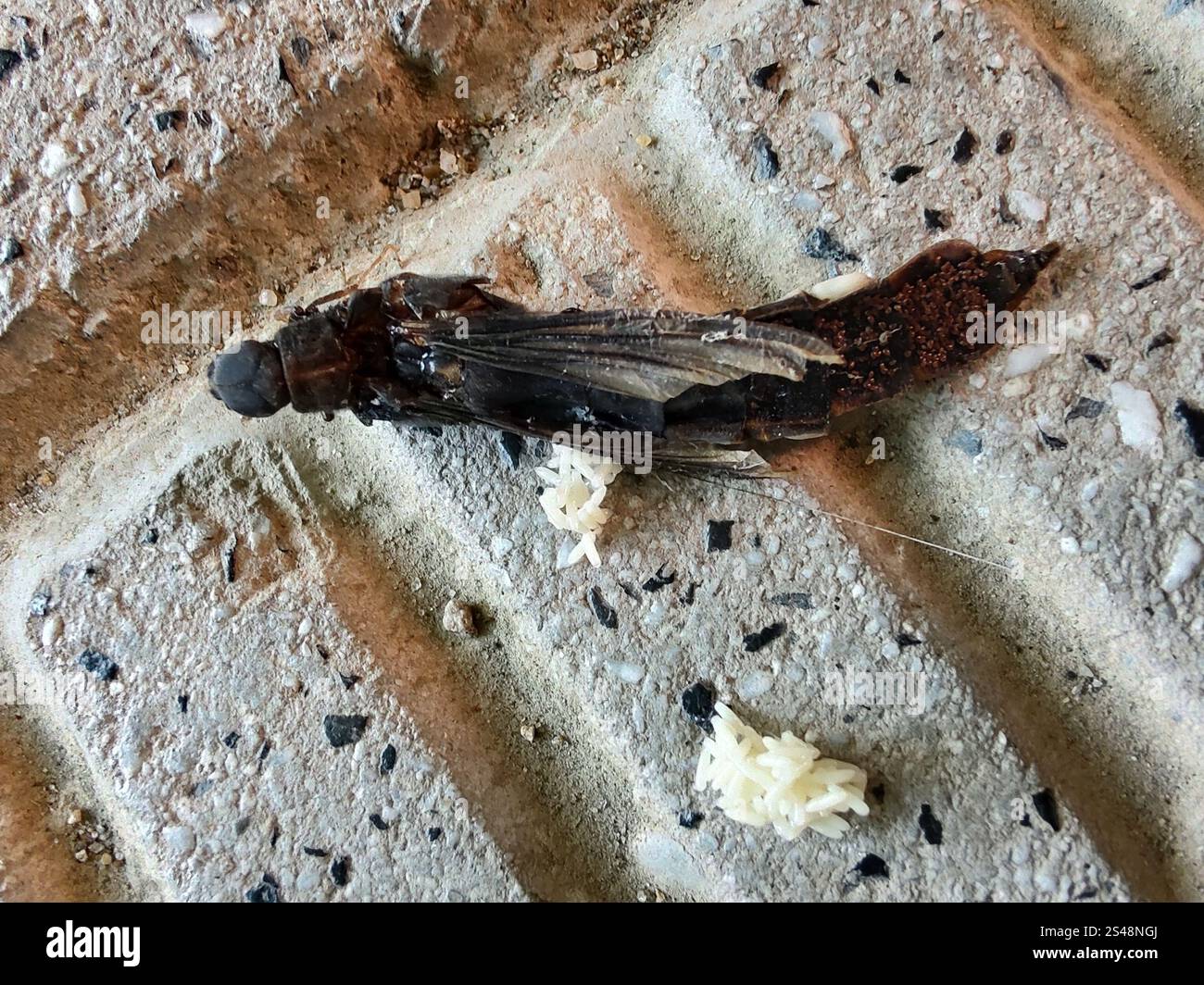 Ship-timber Beetles (Atractocerus Stock Photo - Alamy