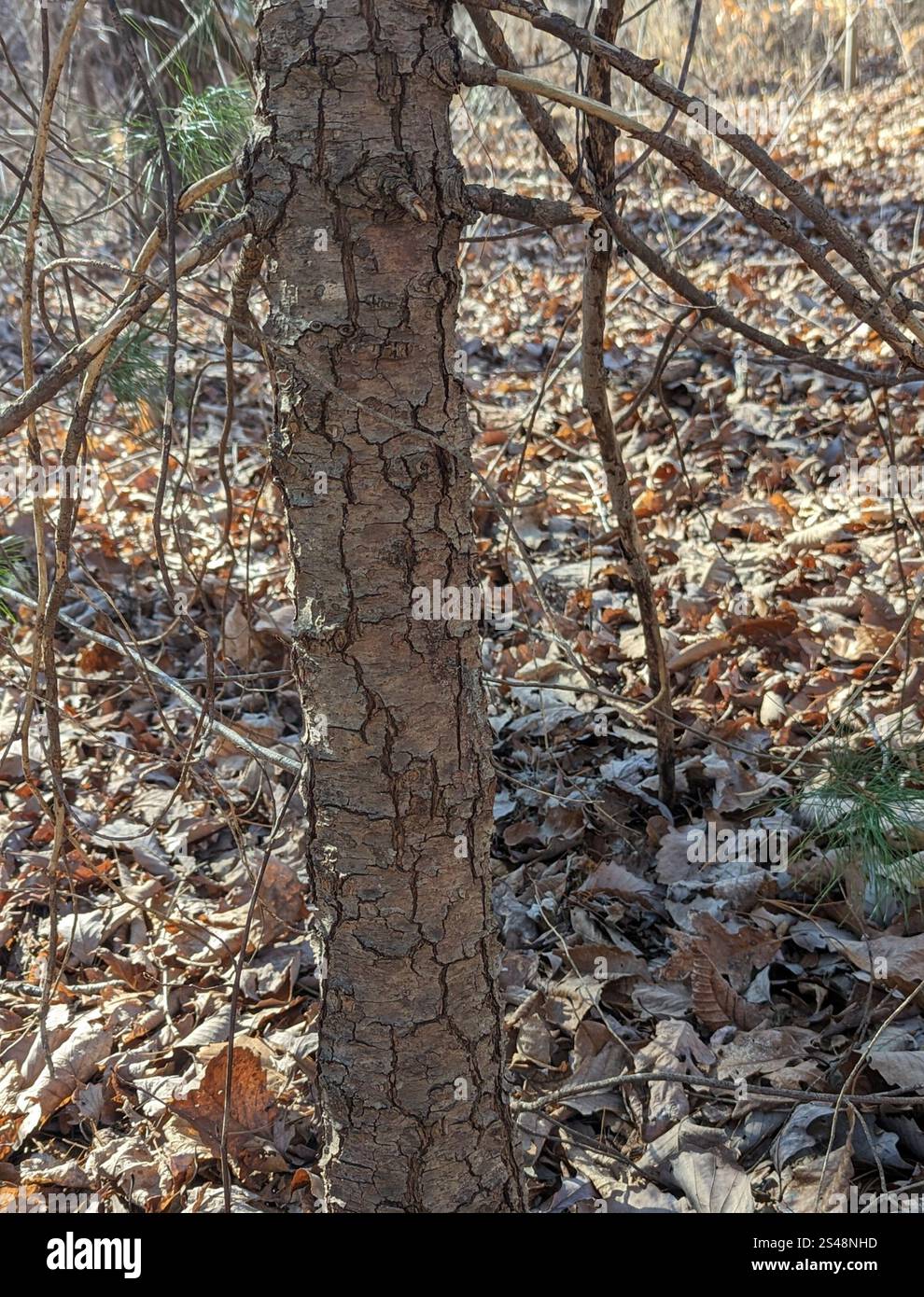 shortleaf pine (Pinus echinata Stock Photo - Alamy
