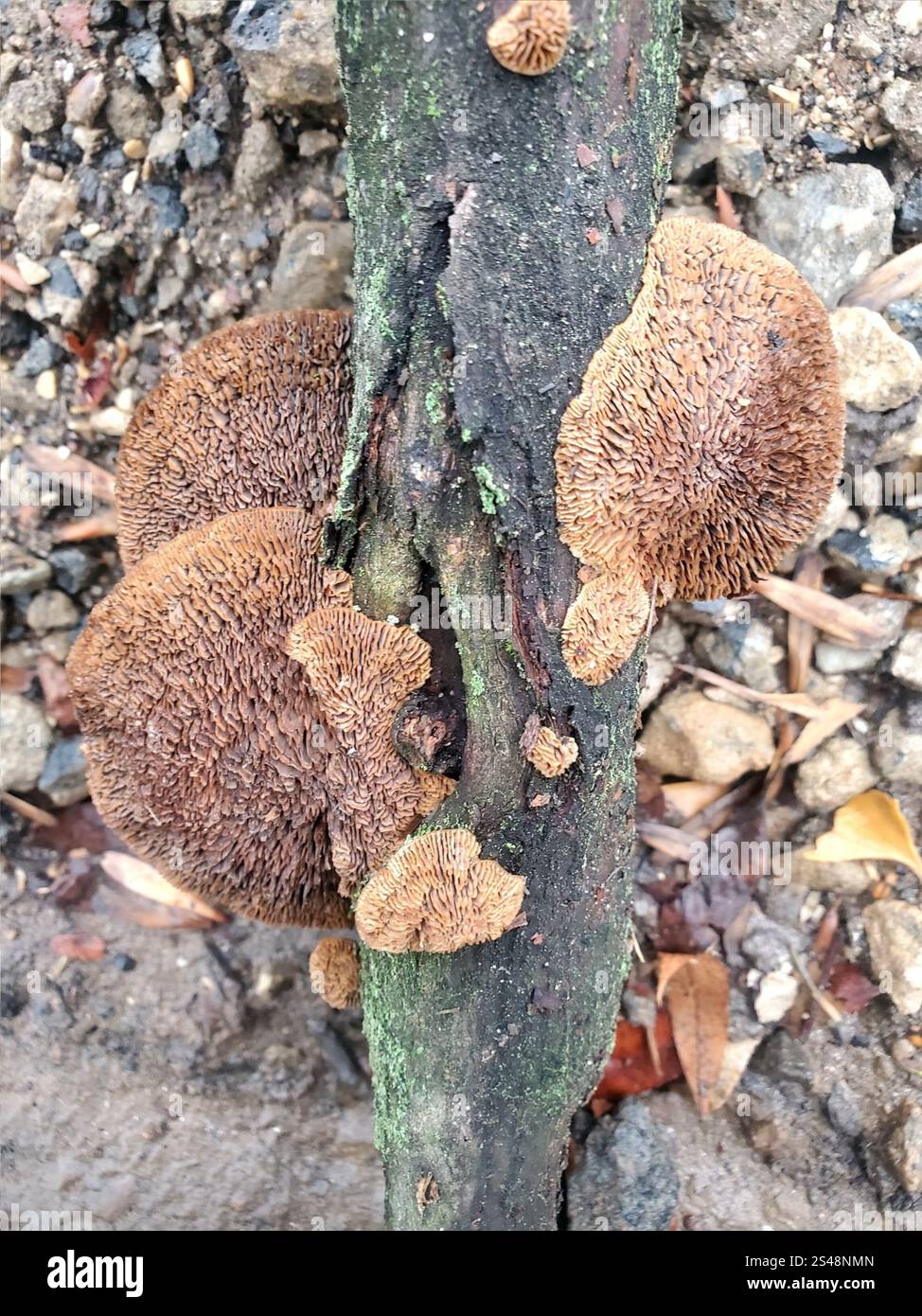 Thin-walled Maze Polypore (Daedaleopsis confragosa Stock Photo - Alamy