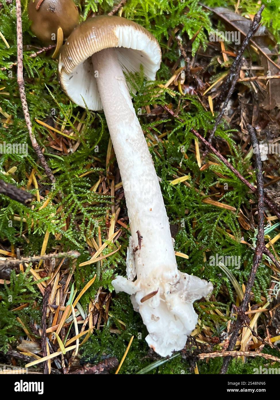 Western Grisette (Amanita pachycolea Stock Photo - Alamy