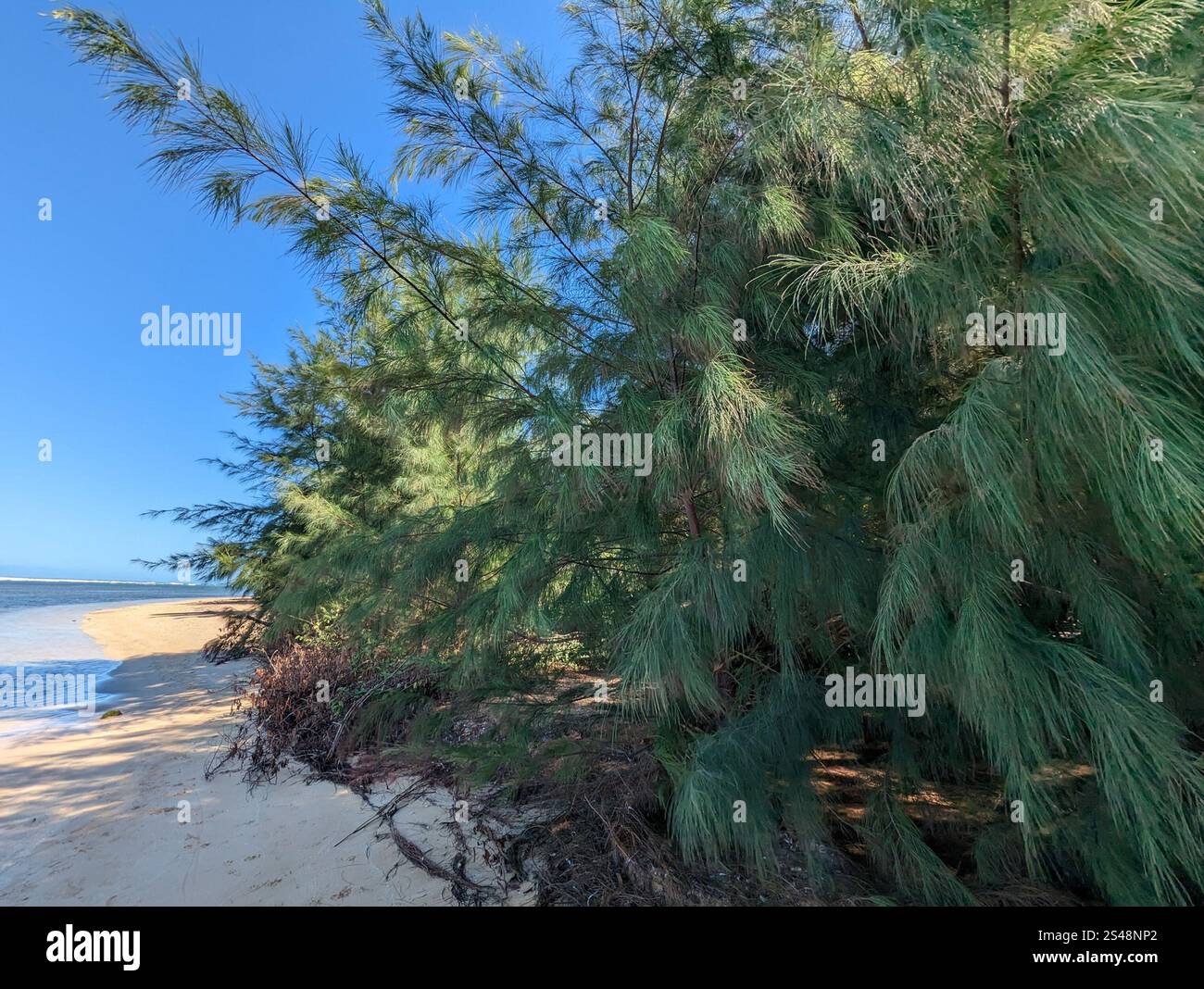 Beach Sheoak (Casuarina equisetifolia Stock Photo - Alamy
