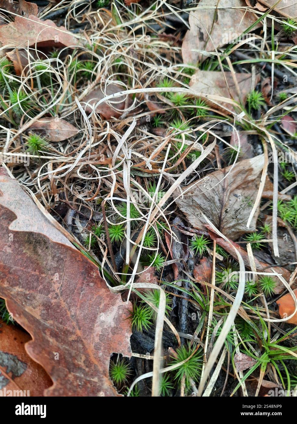 Poverty oatgrass (Danthonia spicata Stock Photo - Alamy