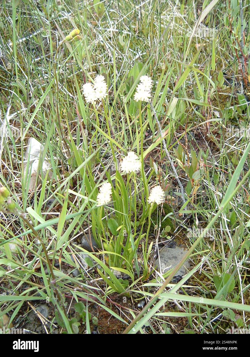 Sticky False Asphodel (Triantha glutinosa Stock Photo - Alamy