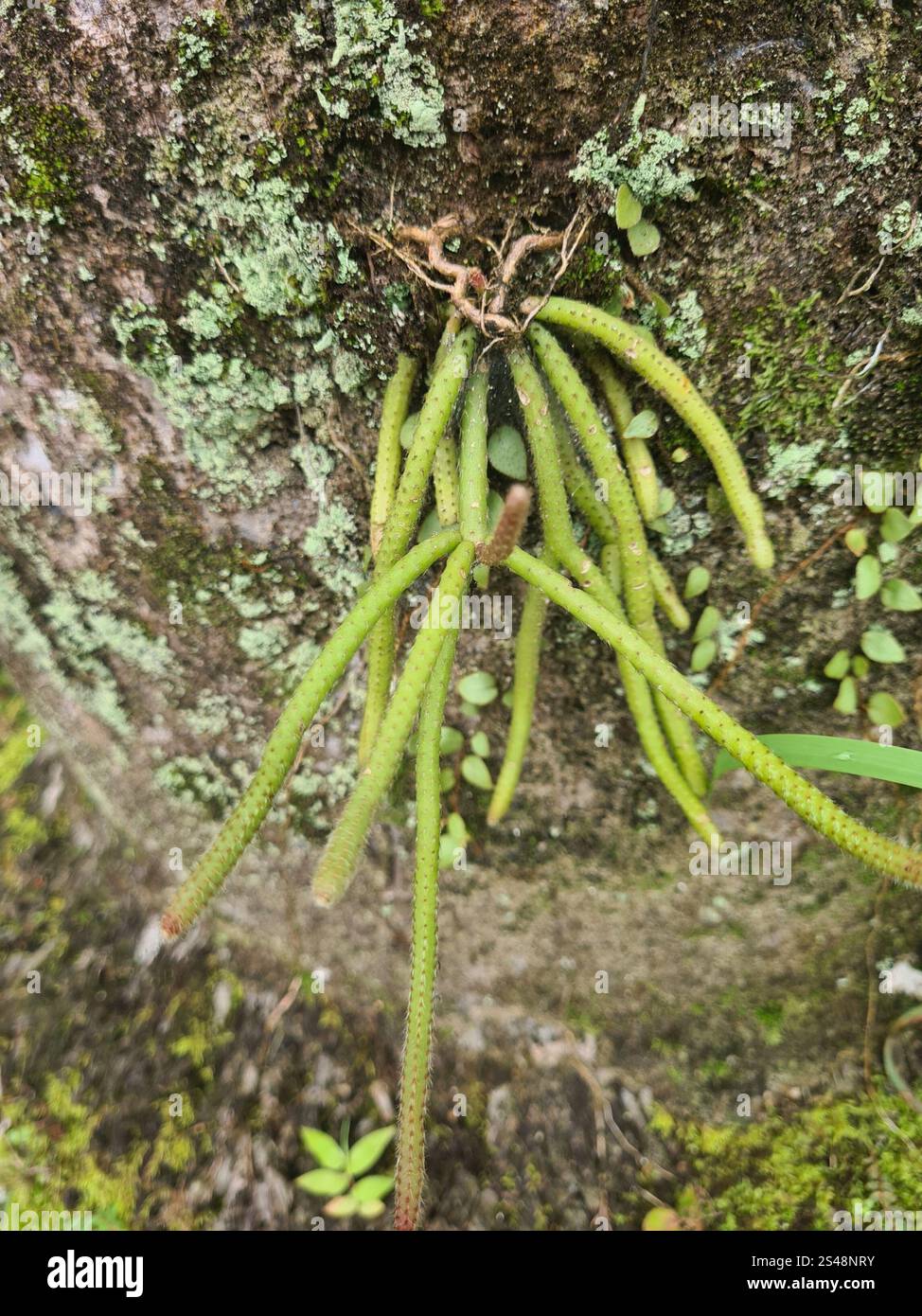 Mistletoe Cactus (Rhipsalis baccifera Stock Photo - Alamy