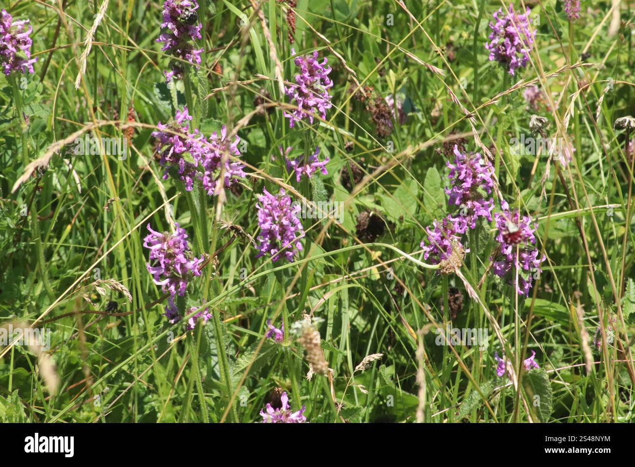 common hedge-nettle (Betonica officinalis Stock Photo - Alamy