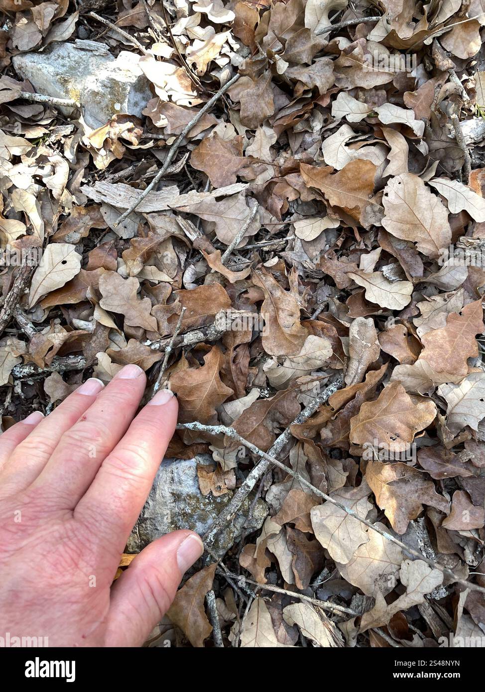 White Shin Oak (Quercus sinuata breviloba Stock Photo - Alamy