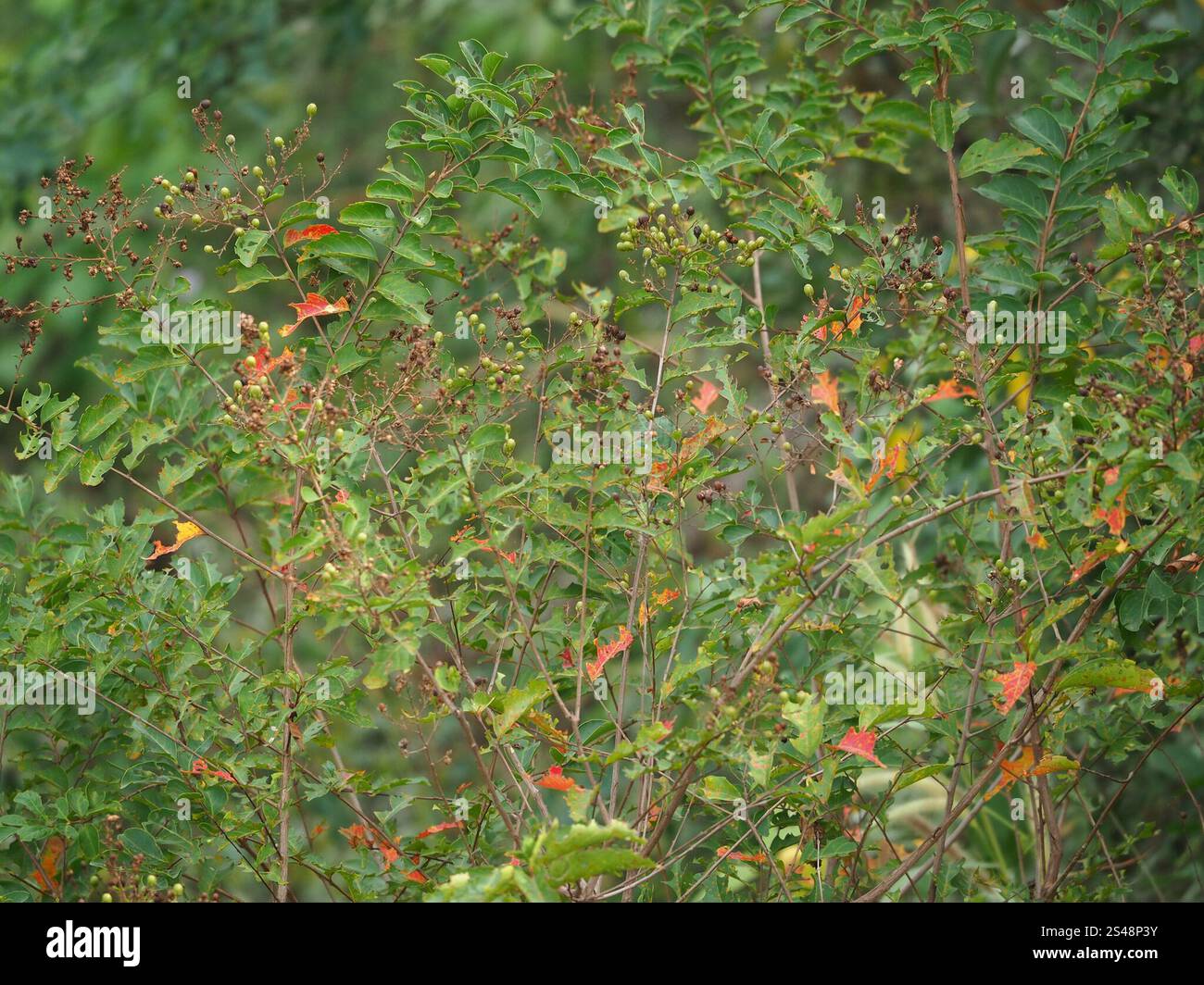 Subcostate Crape Myrtle (Lagerstroemia subcostata Stock Photo - Alamy