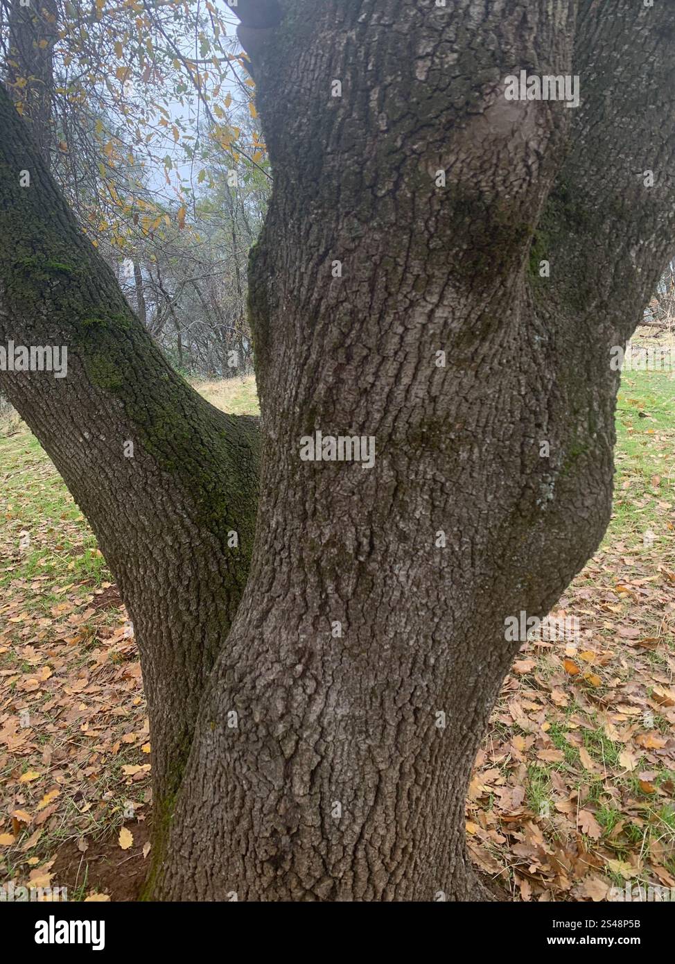 Oracle Oak (Quercus × morehus Stock Photo - Alamy