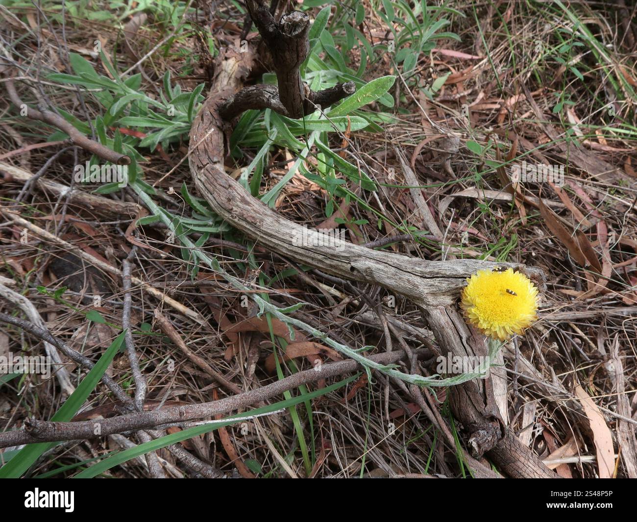 button everlasting (Coronidium scorpioides Stock Photo - Alamy