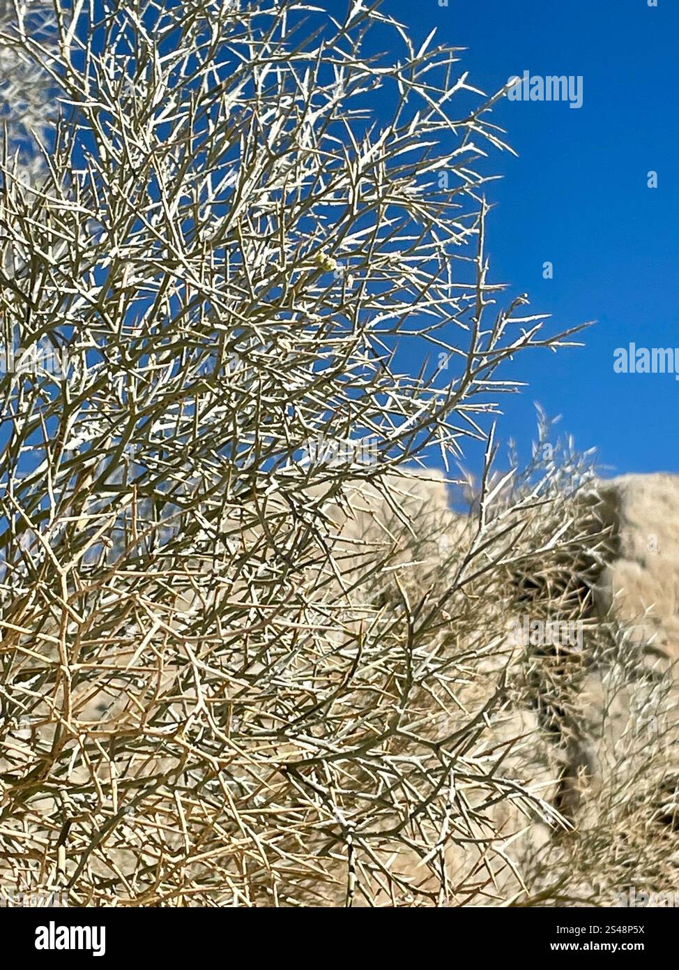Smoke Tree (Psorothamnus spinosus Stock Photo - Alamy