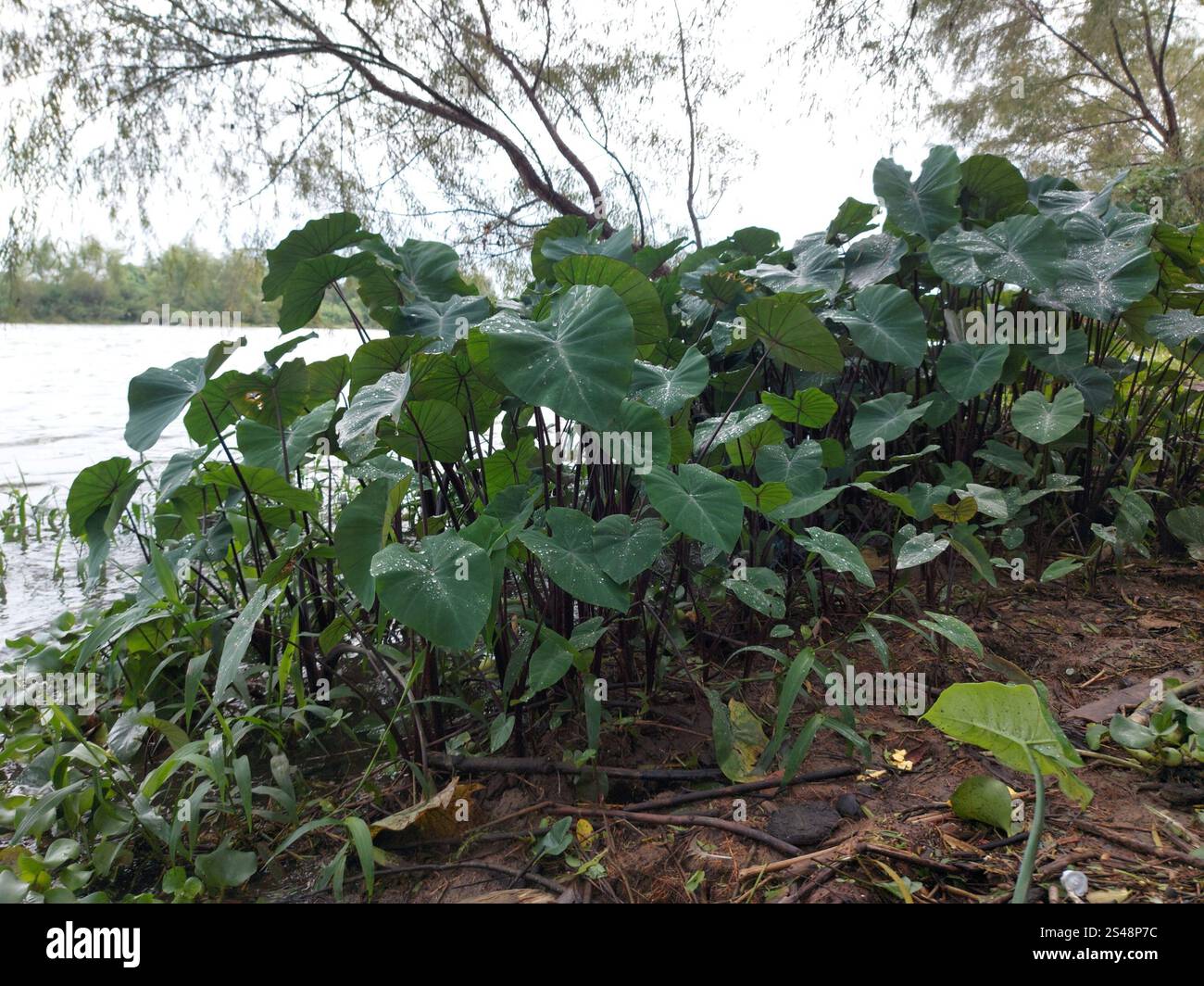 Elephant ears (Colocasia Stock Photo - Alamy