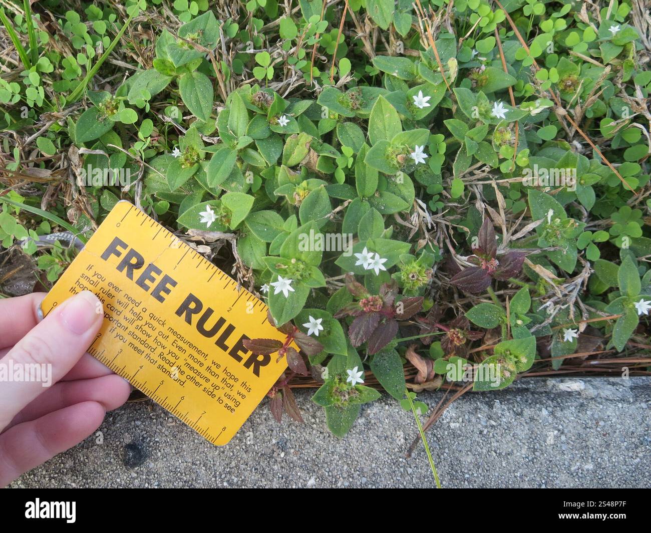 Florida Pusley (Richardia scabra Stock Photo - Alamy