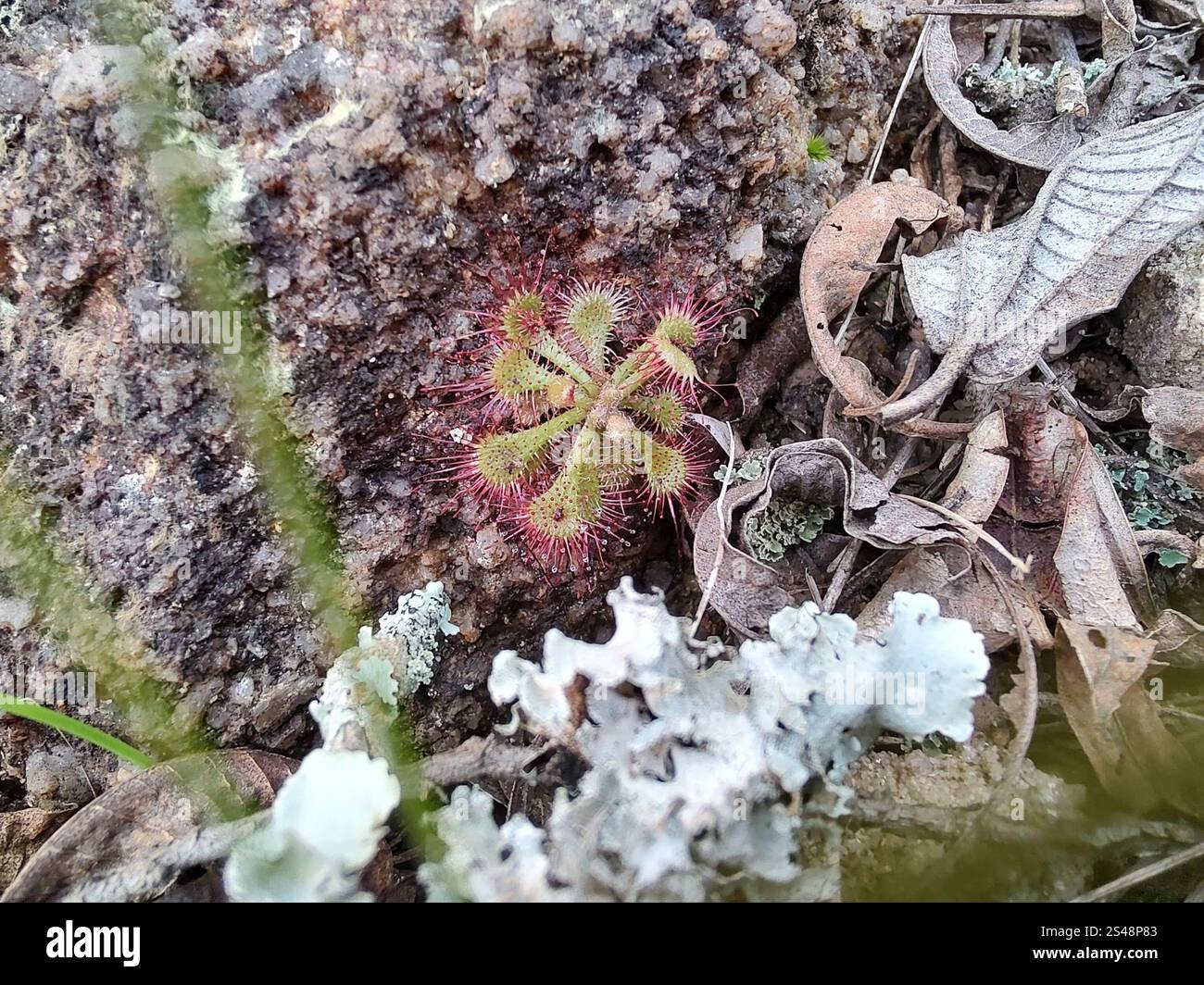 dwarf sundew (Drosera brevifolia Stock Photo - Alamy