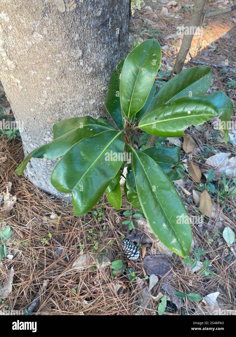 southern magnolia (Magnolia grandiflora Stock Photo - Alamy