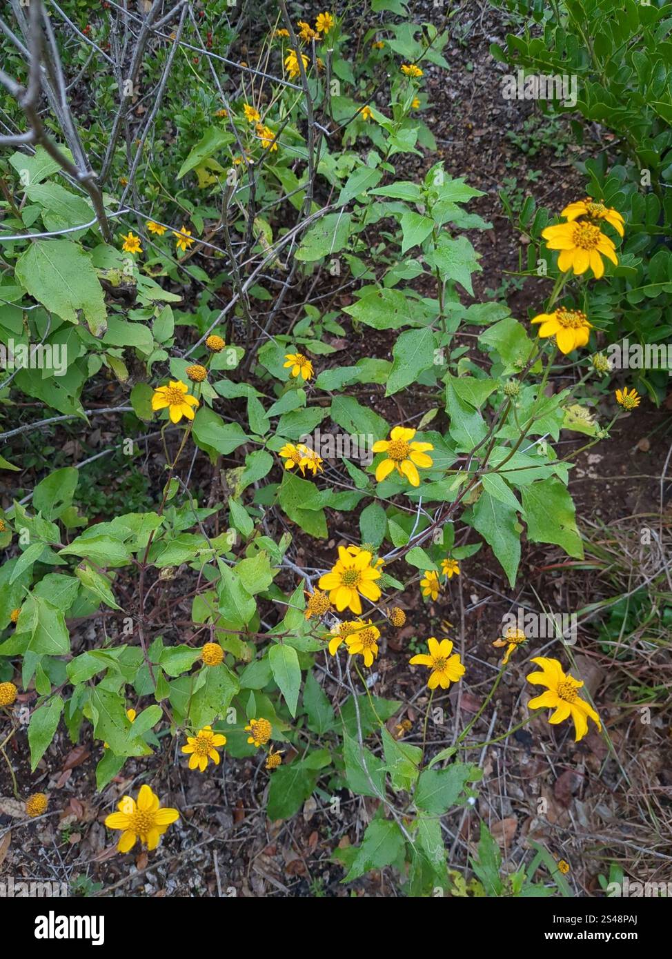 Toothleaf Goldeneye (Viguiera dentata Stock Photo - Alamy