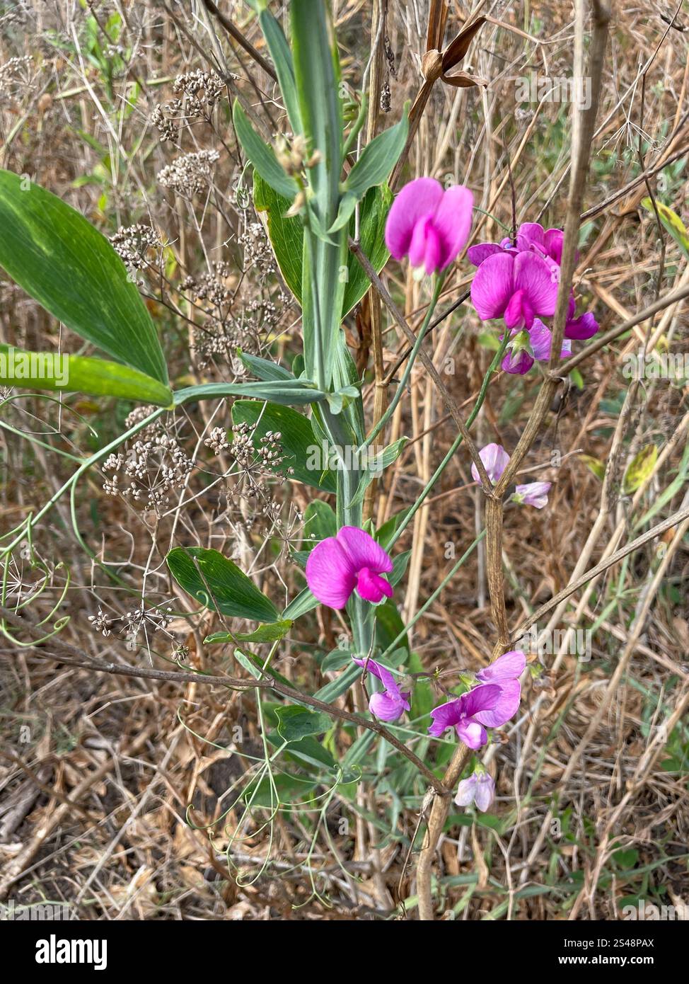 broad-leaved sweet pea (Lathyrus latifolius Stock Photo - Alamy