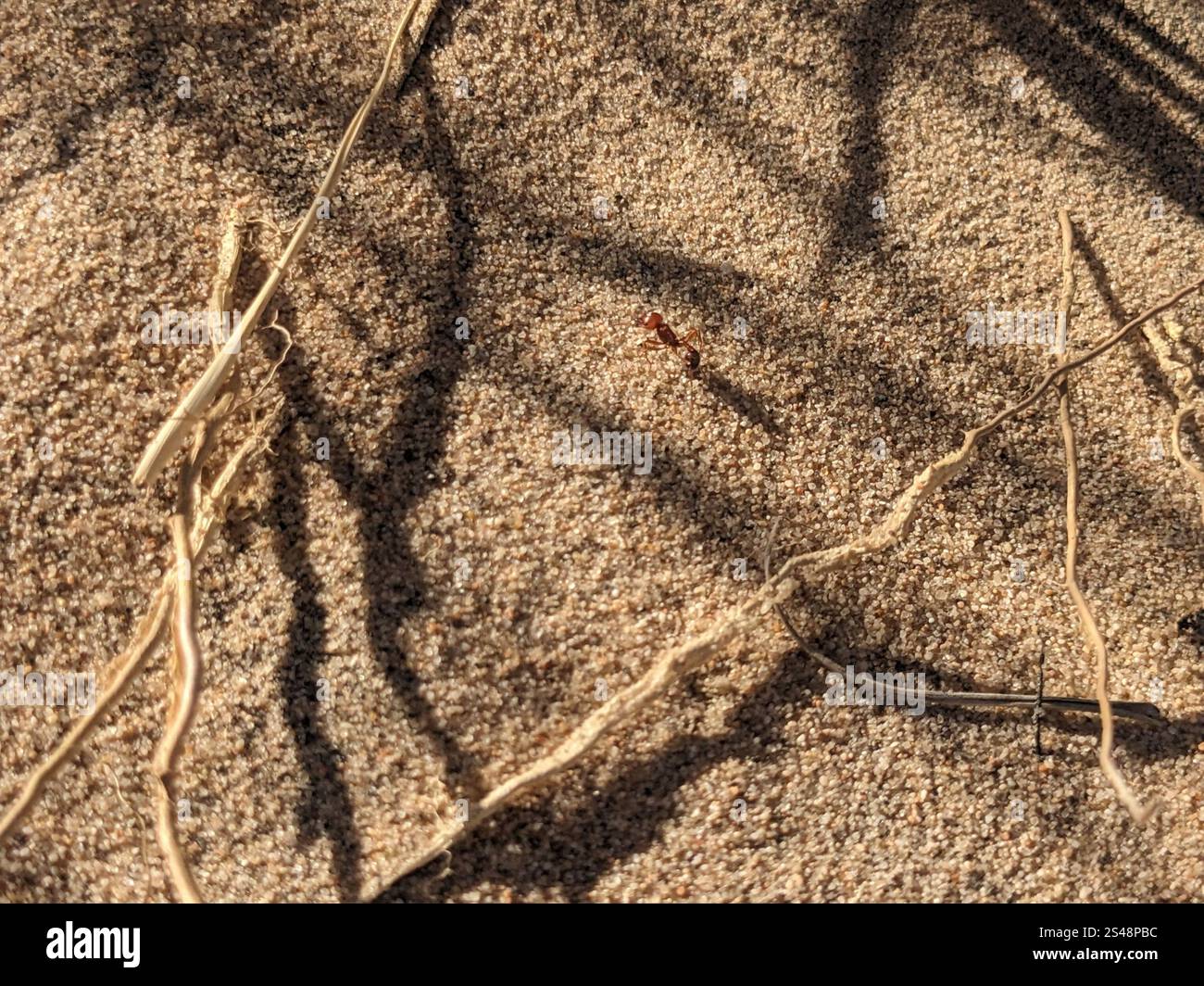 Californicus-group Harvester Ants (Pogonomyrmex californicus Stock ...