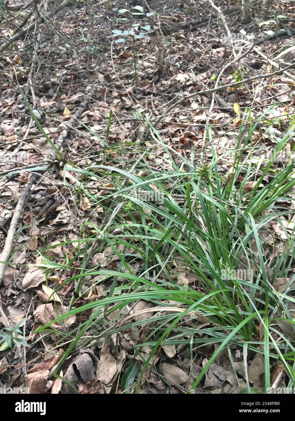 bladder sedge (Carex intumescens Stock Photo - Alamy