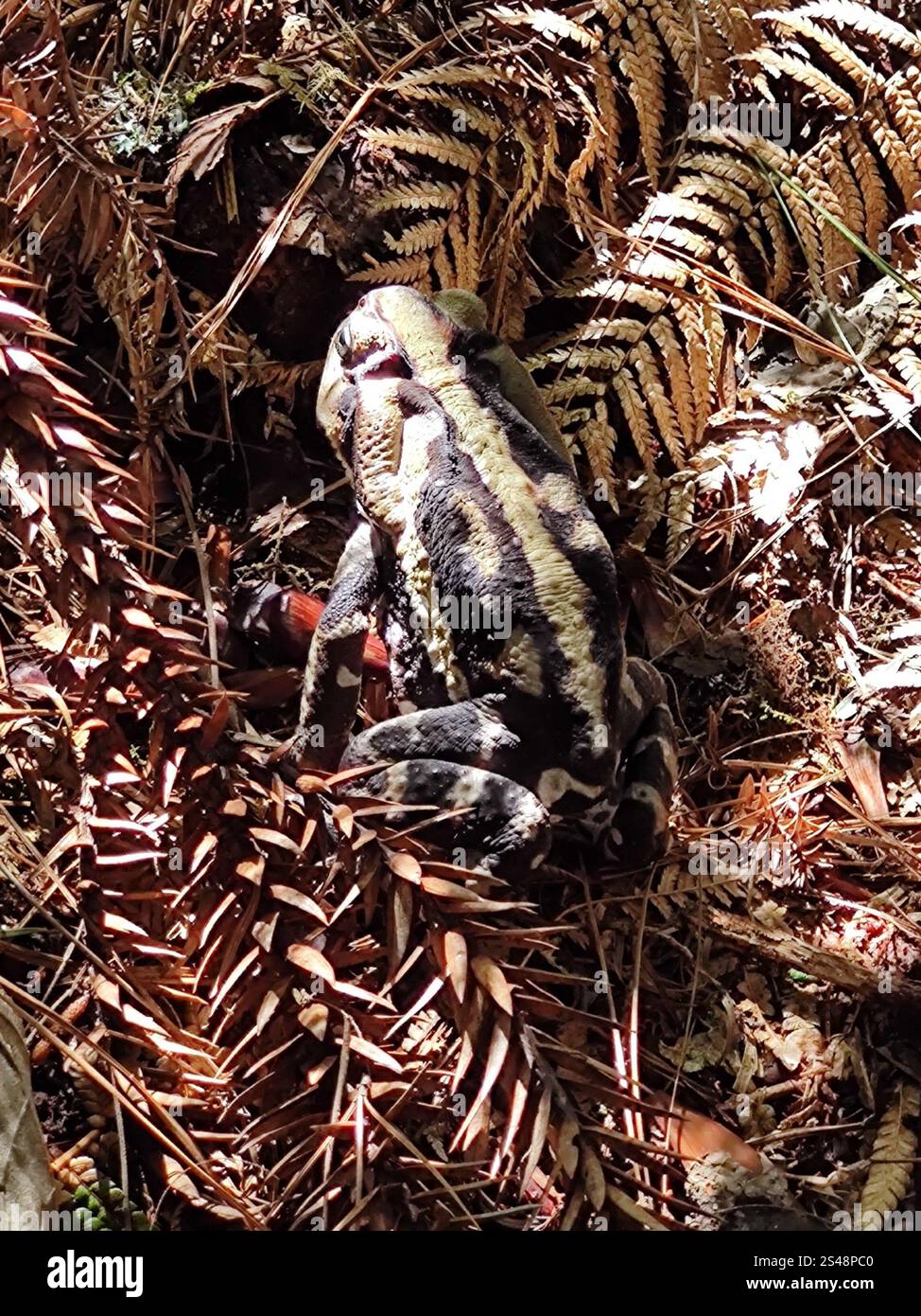 Yellow Cururu Toad (Rhinella icterica Stock Photo - Alamy