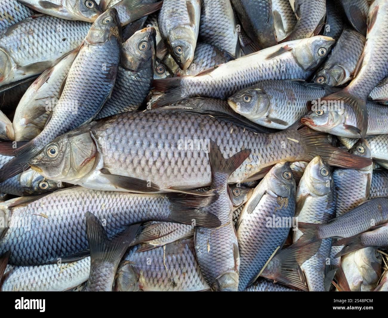 European Carp (Cyprinus carpio Stock Photo - Alamy
