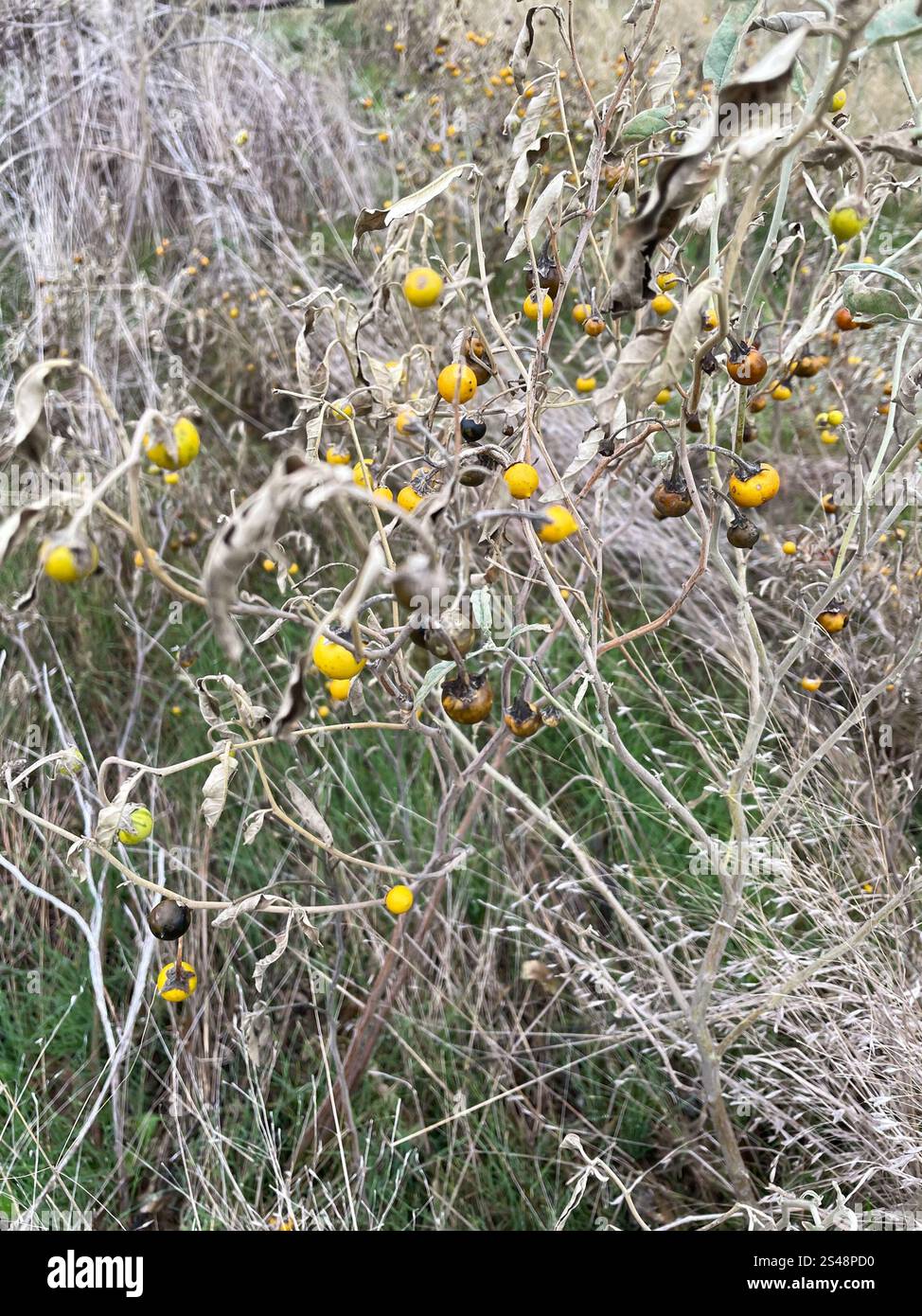silverleaf nightshade (Solanum elaeagnifolium Stock Photo - Alamy